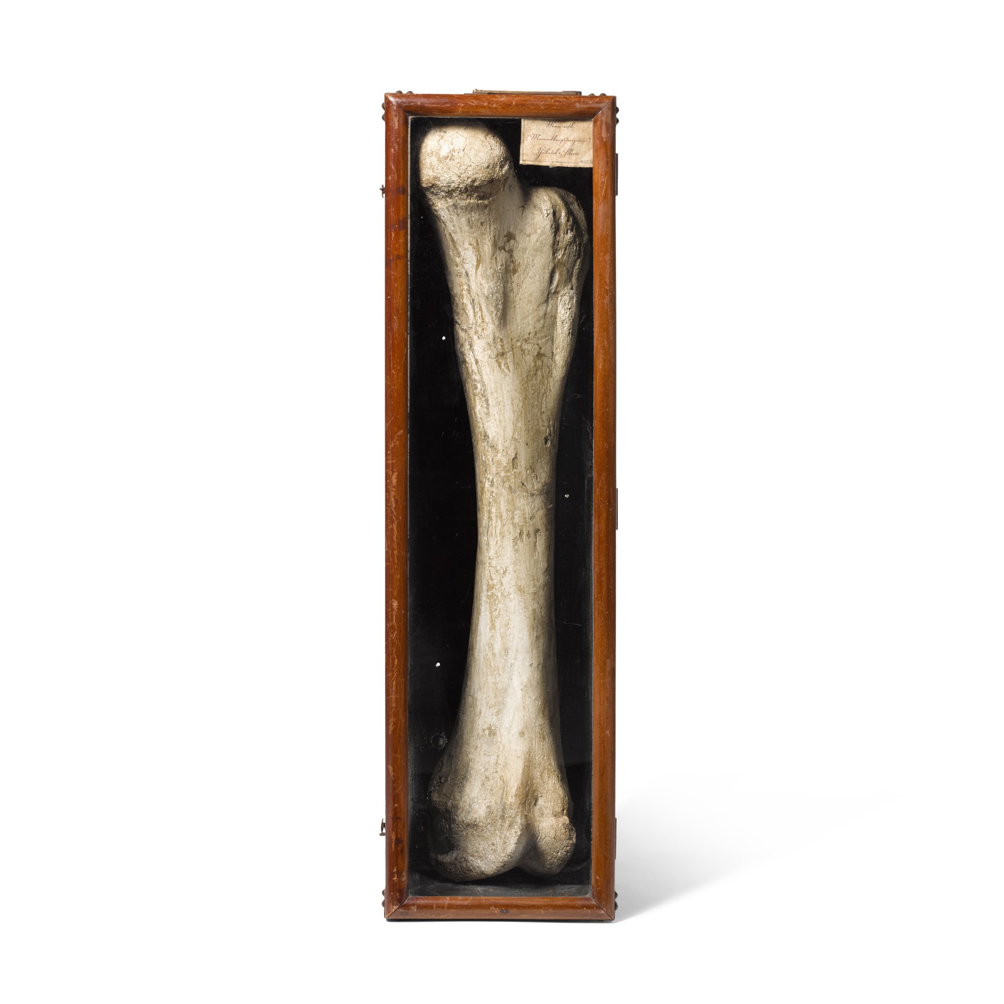 A Victorian plaster cast of a Mammoth (Mammuthus primigenius) leg bone ...