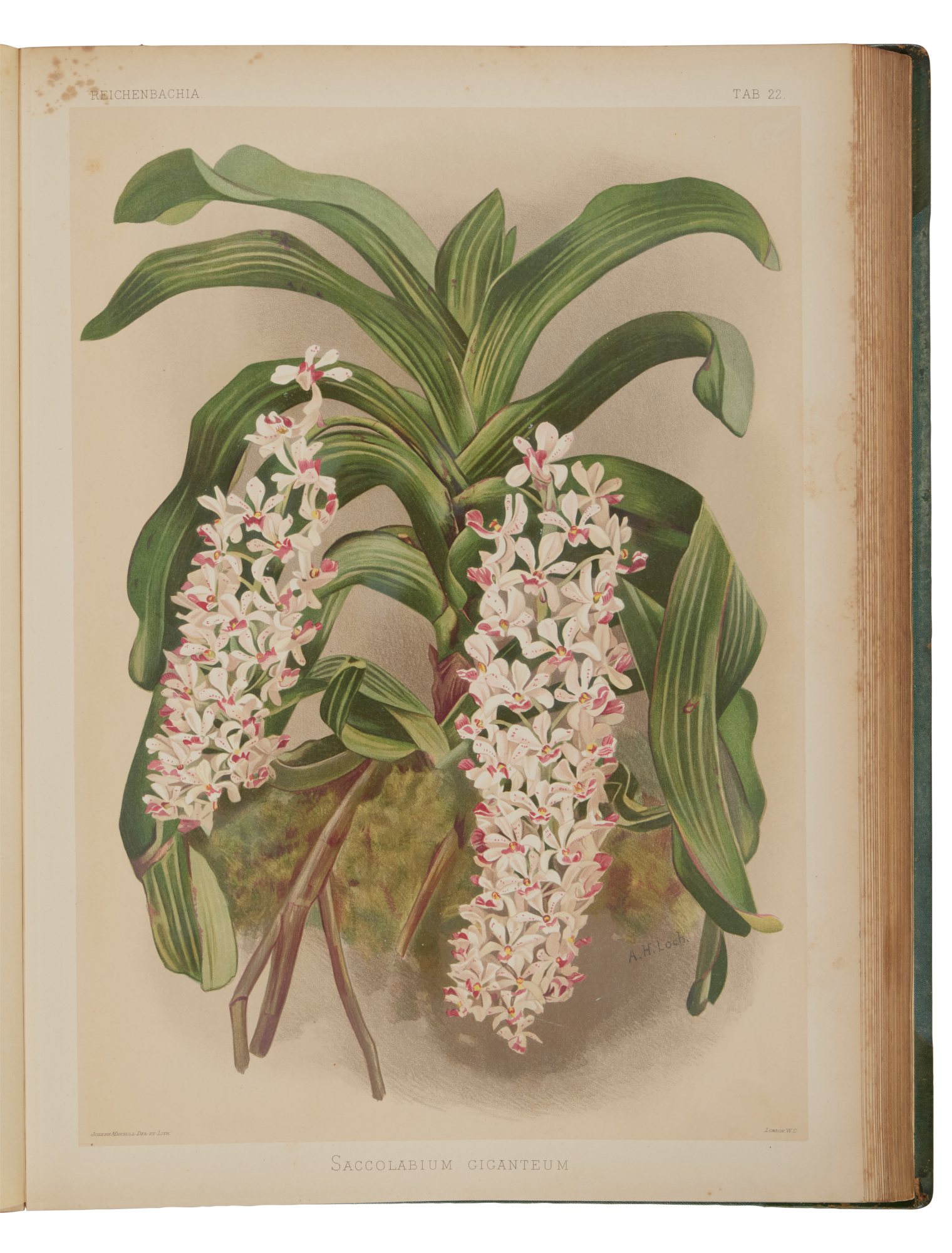 Sander, F. [Henry Frederick Conrad] | The most spectacular book on ...