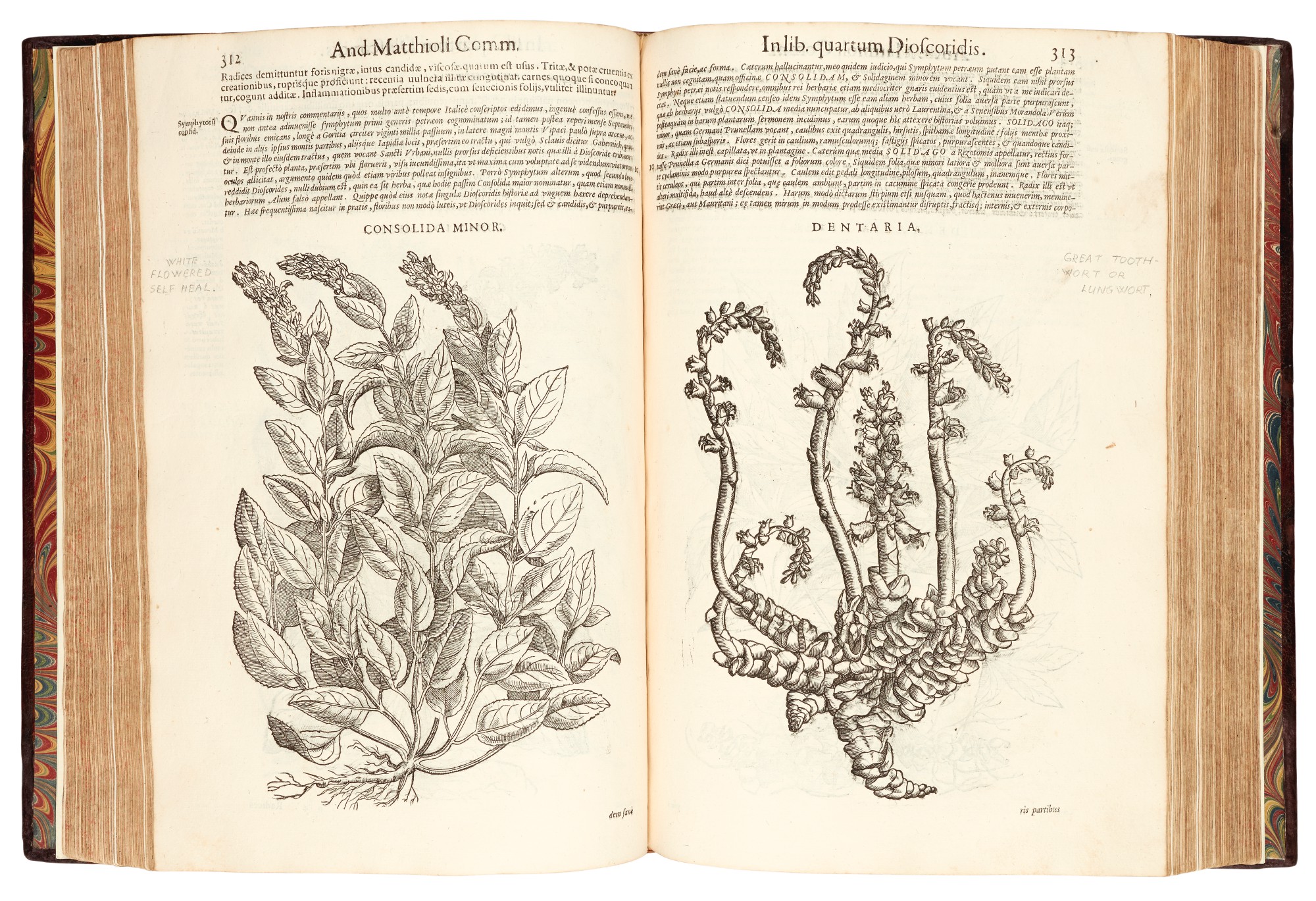 Mattioli | Commentarii in VI libros Pedacii Dioscoridis Anazarbei de ...