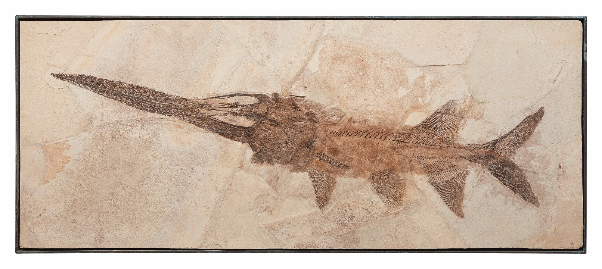 A RARE FOSSIL PADDLEFISH | Natural History; Including Fossils, Minerals ...