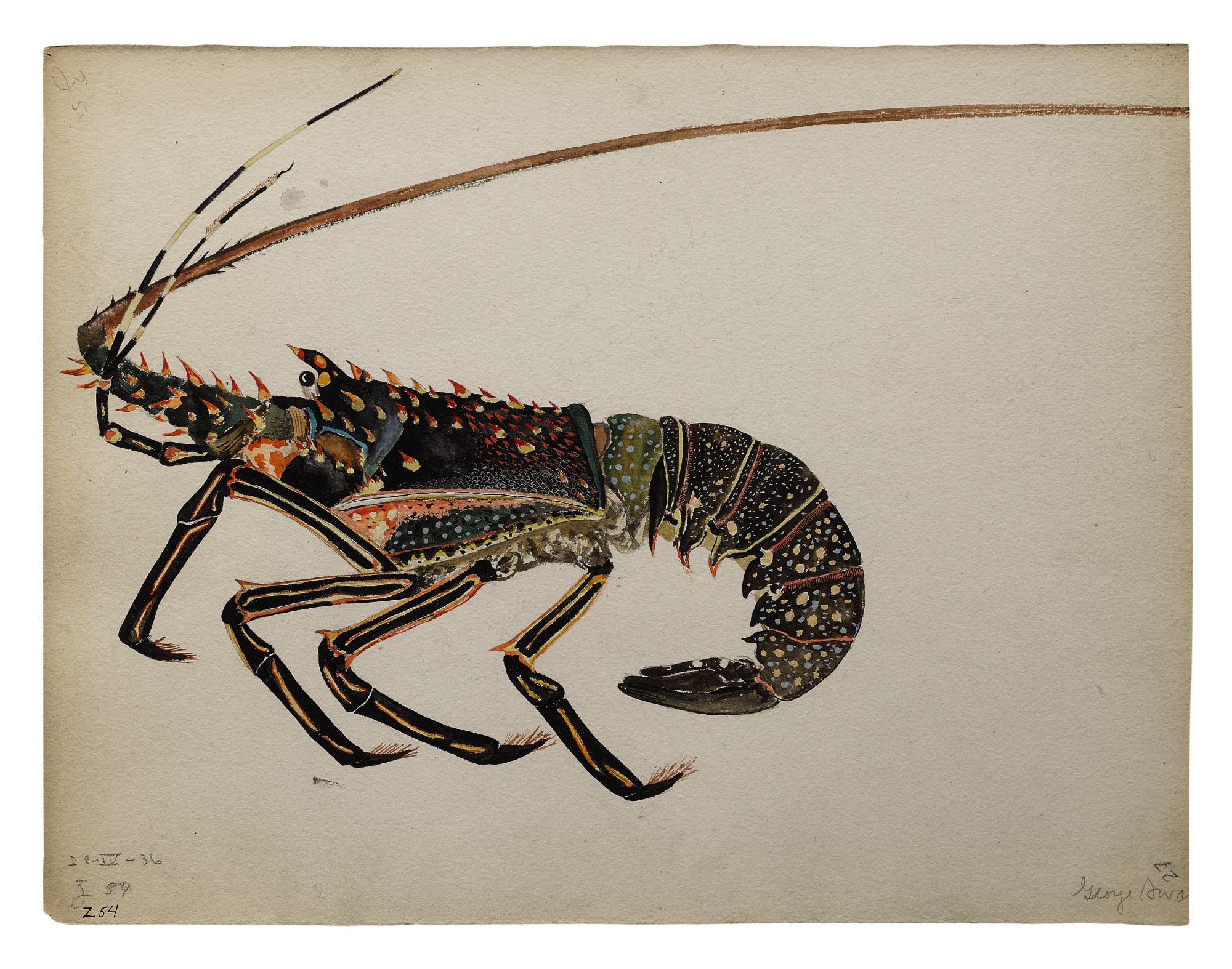 SPINY LOBSTER | The Art of Expedition: The Works of George Swanson ...