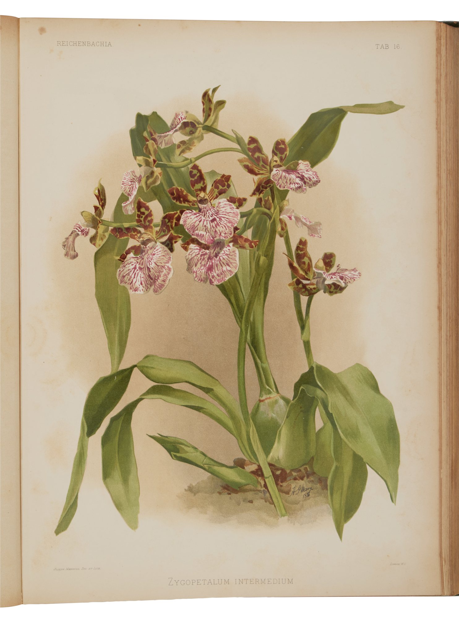 Sander, F. [Henry Frederick Conrad] | The most spectacular book on ...