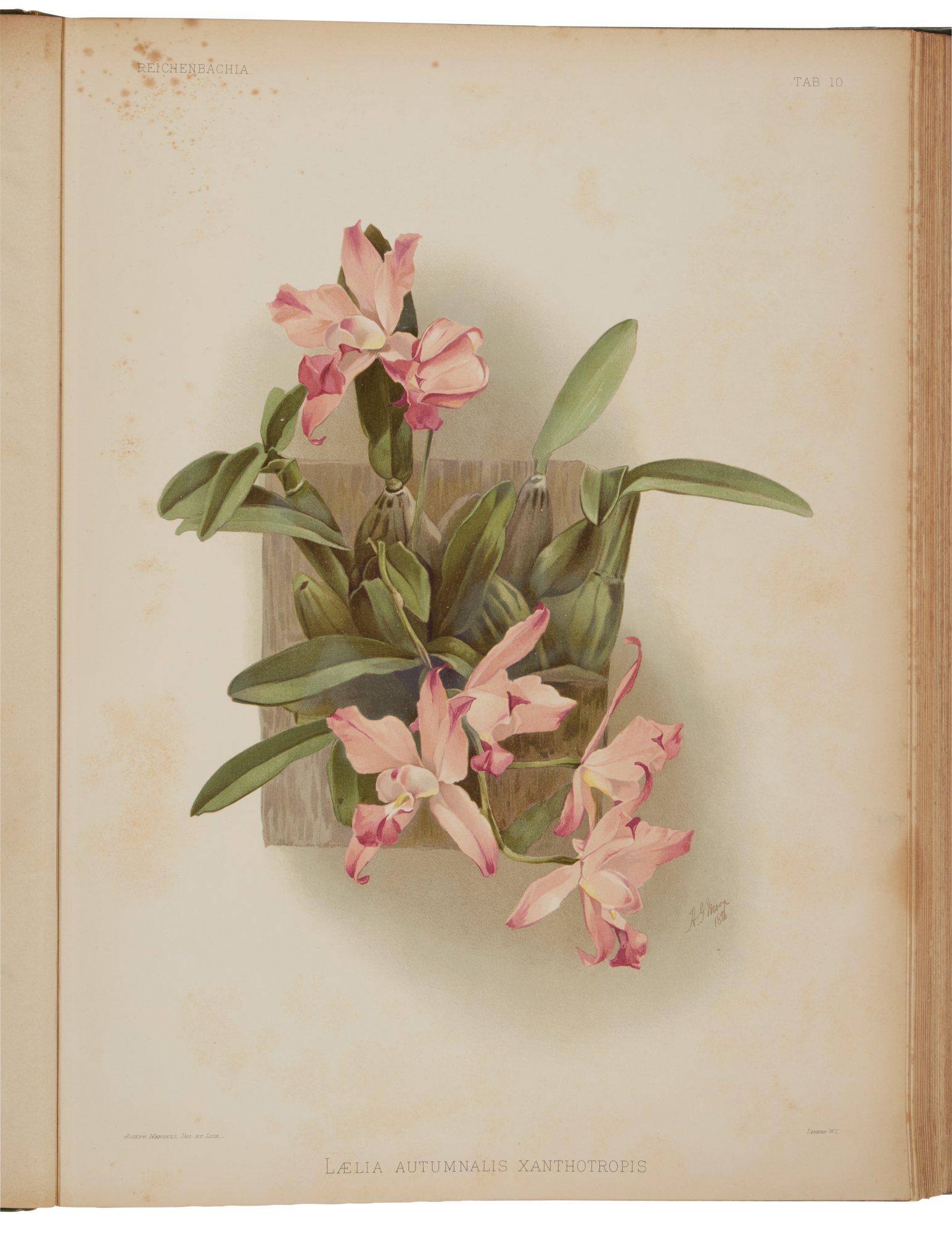 Sander, F. [Henry Frederick Conrad] | The most spectacular book on ...