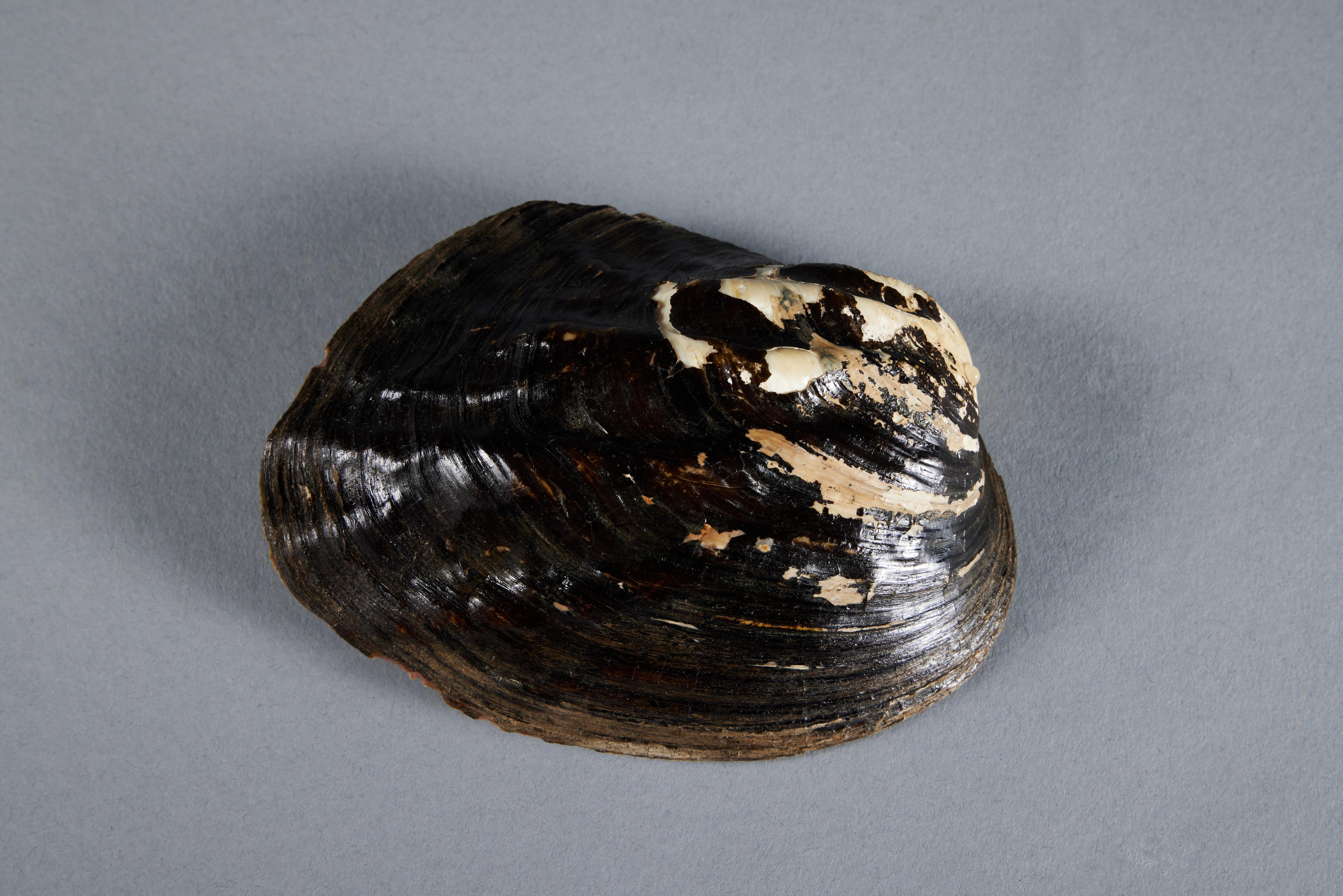 Untitled (Small Abalone Shell with Jaw) | A Life in Art: Sculpture from ...