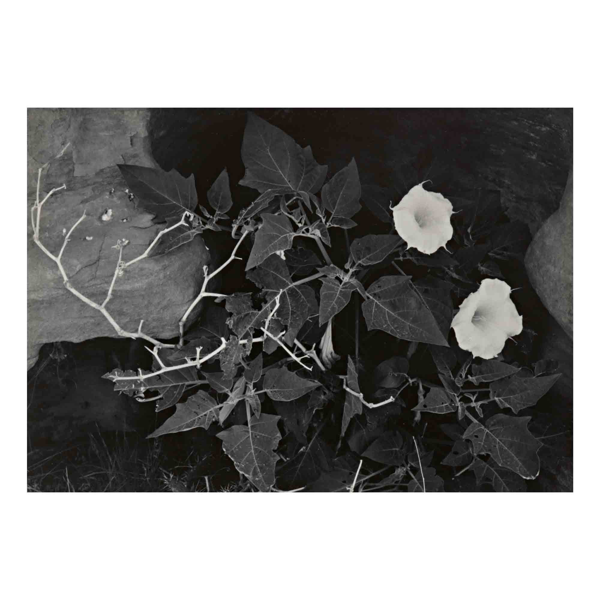 Datura Flower, Canyon de Chelly National Monument | A Grand Vision: The ...