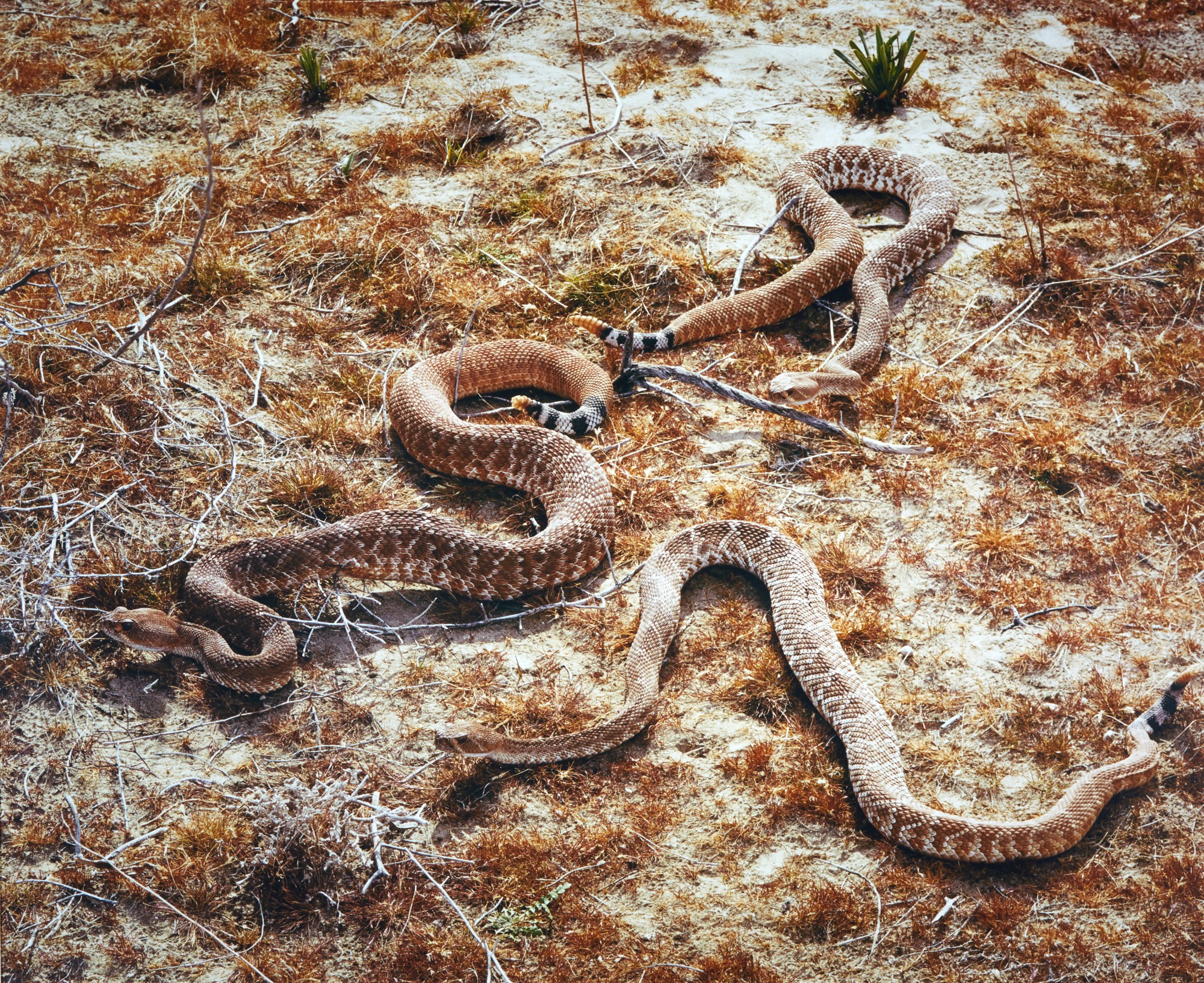 ROE ETHRIDGE | RED DIAMONDBACK | Contemporary Art Online | London ...