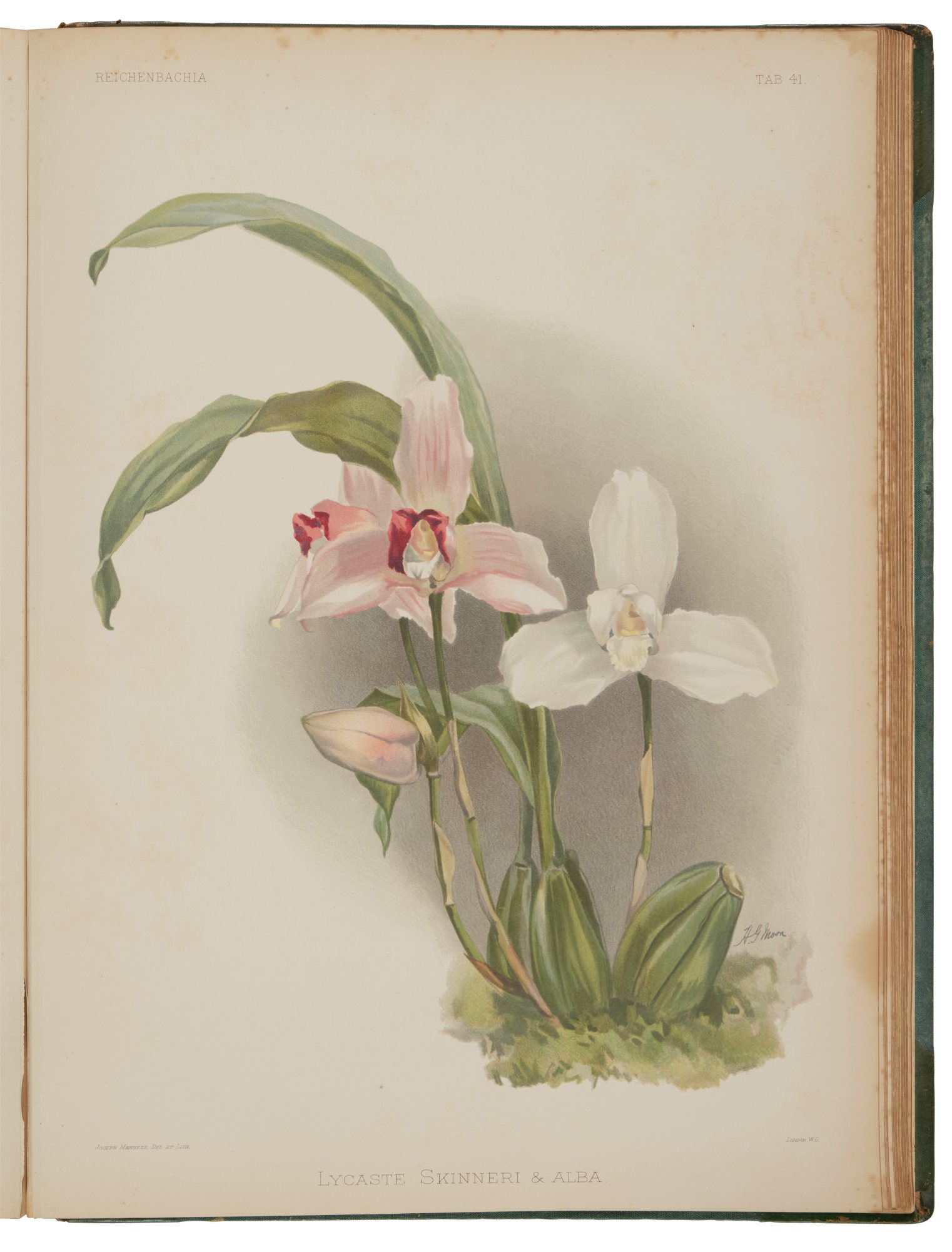 Sander, F. [Henry Frederick Conrad] | The most spectacular book on ...