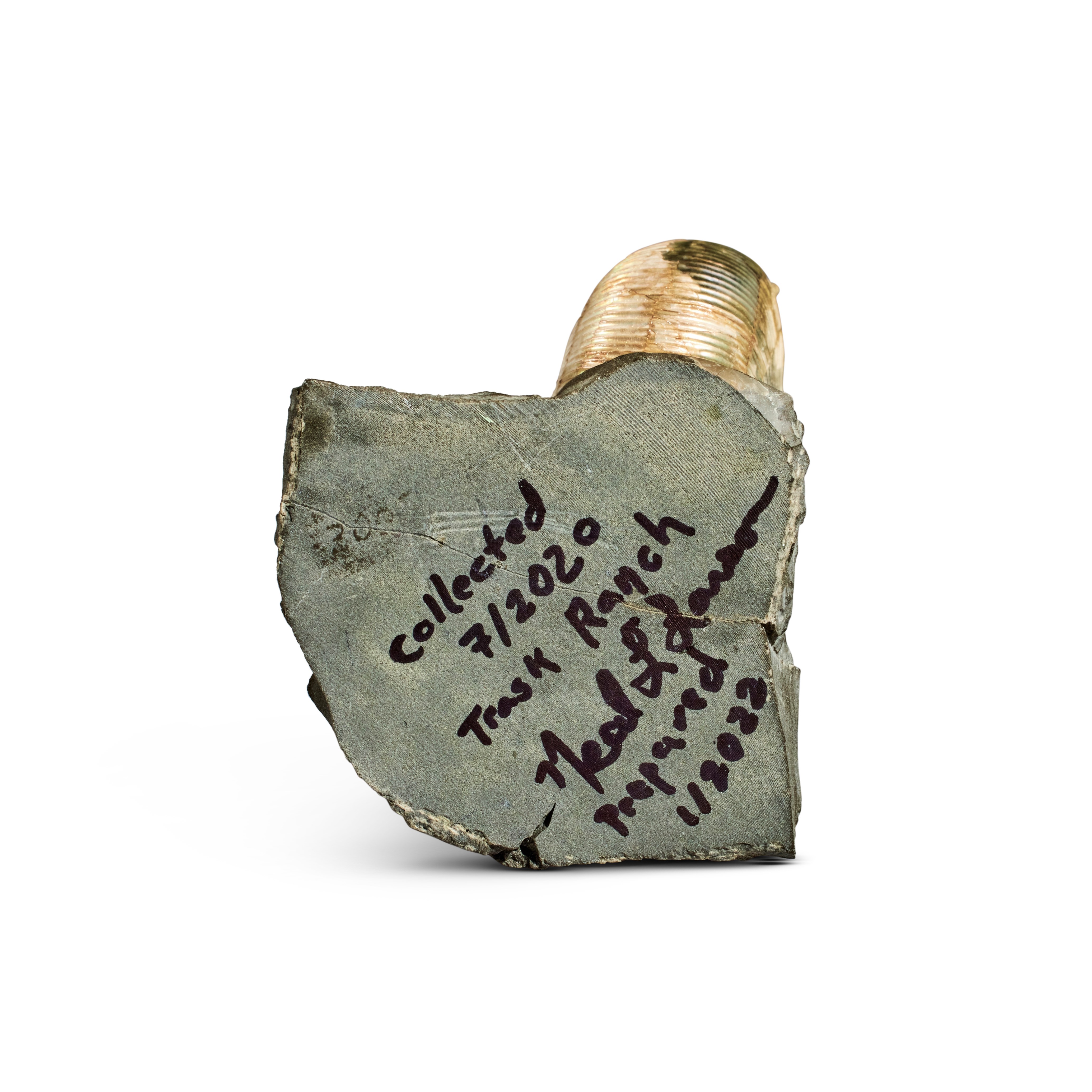 Pearly Ammonite Fossil on Matrix — Hoploscaphites | Natural History ...