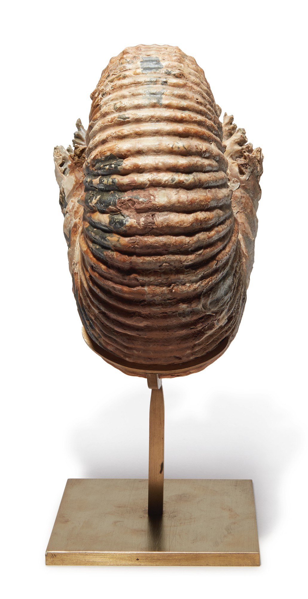 AN AMMONITE WITH PRESERVED SHELL | Natural History; Including Fossils ...