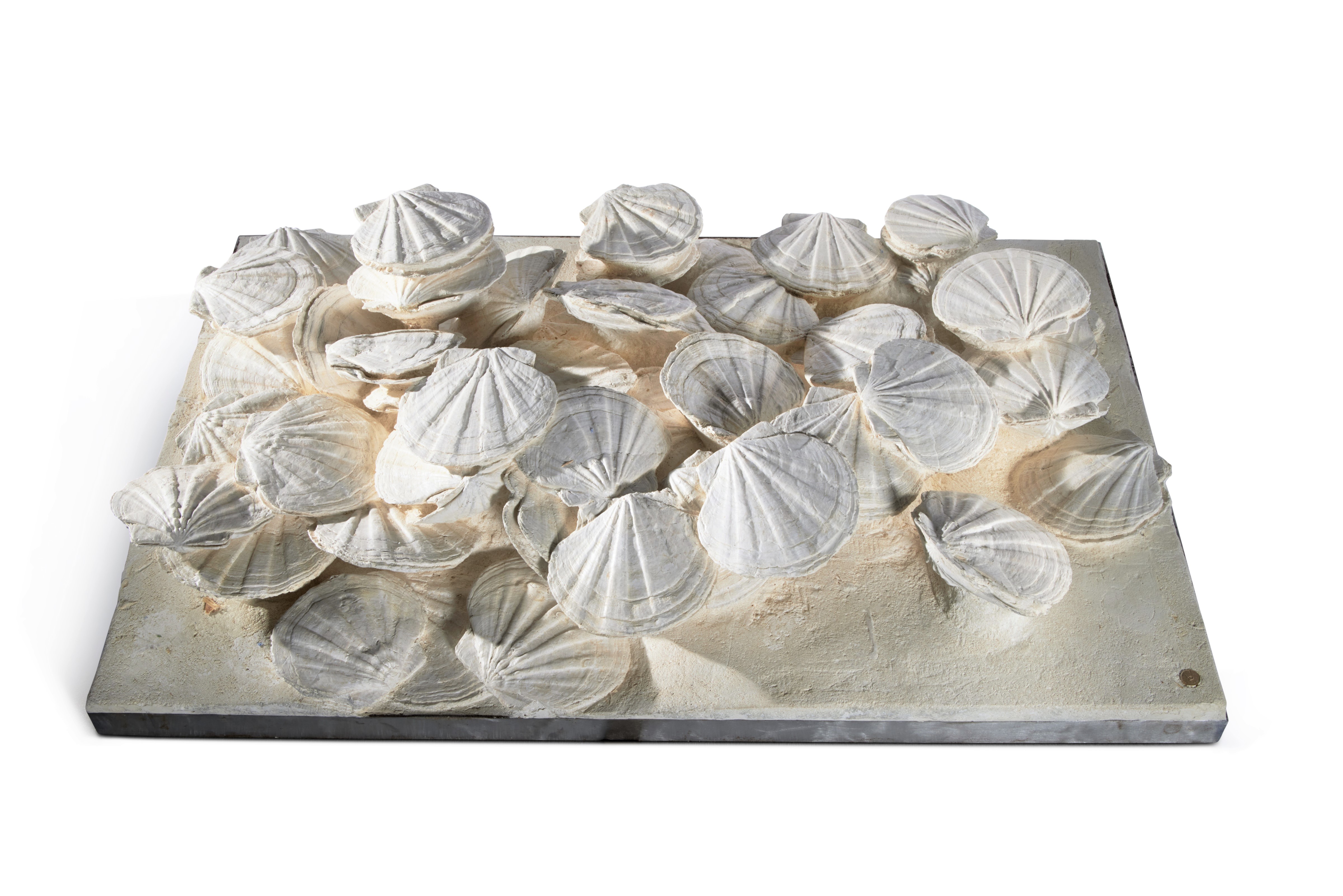 Mural of Fossilized Saint-Jacques Shells | Natural History, including ...