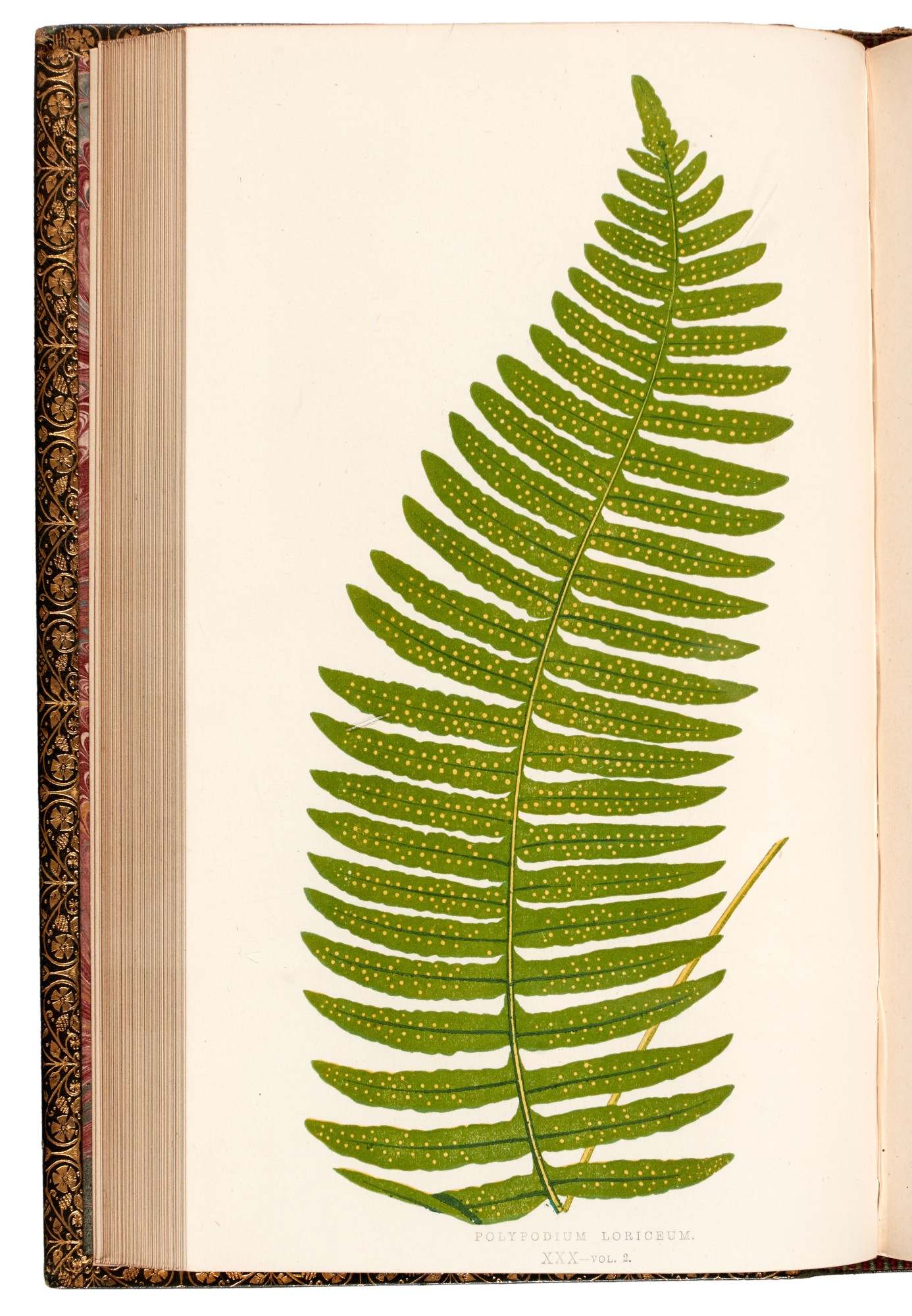 Edward Joseph Lowe | Ferns, British and exotic, 1856-1860, 8 volumes ...