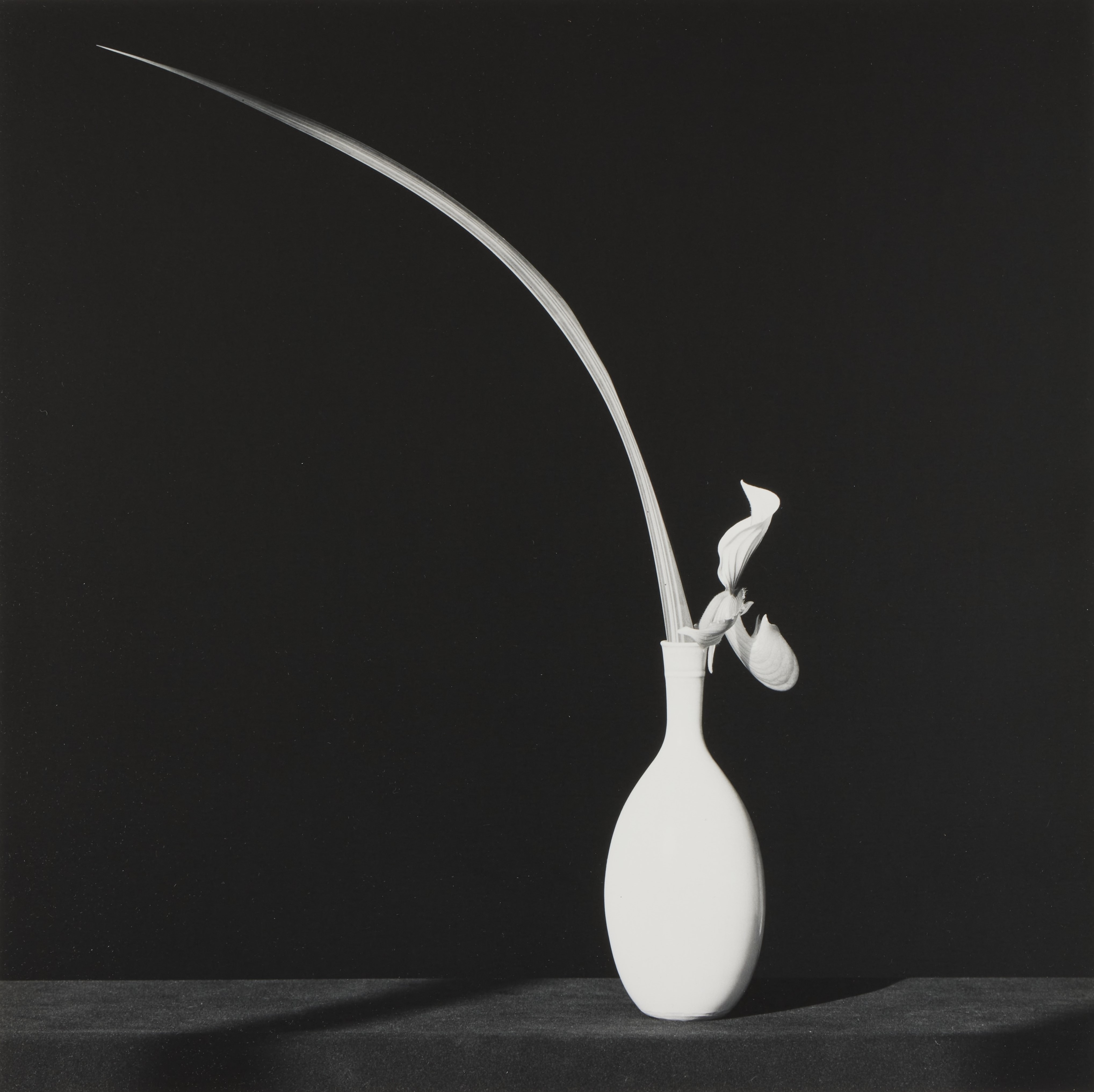 Orchid | Photographs | 2023 | Sotheby's