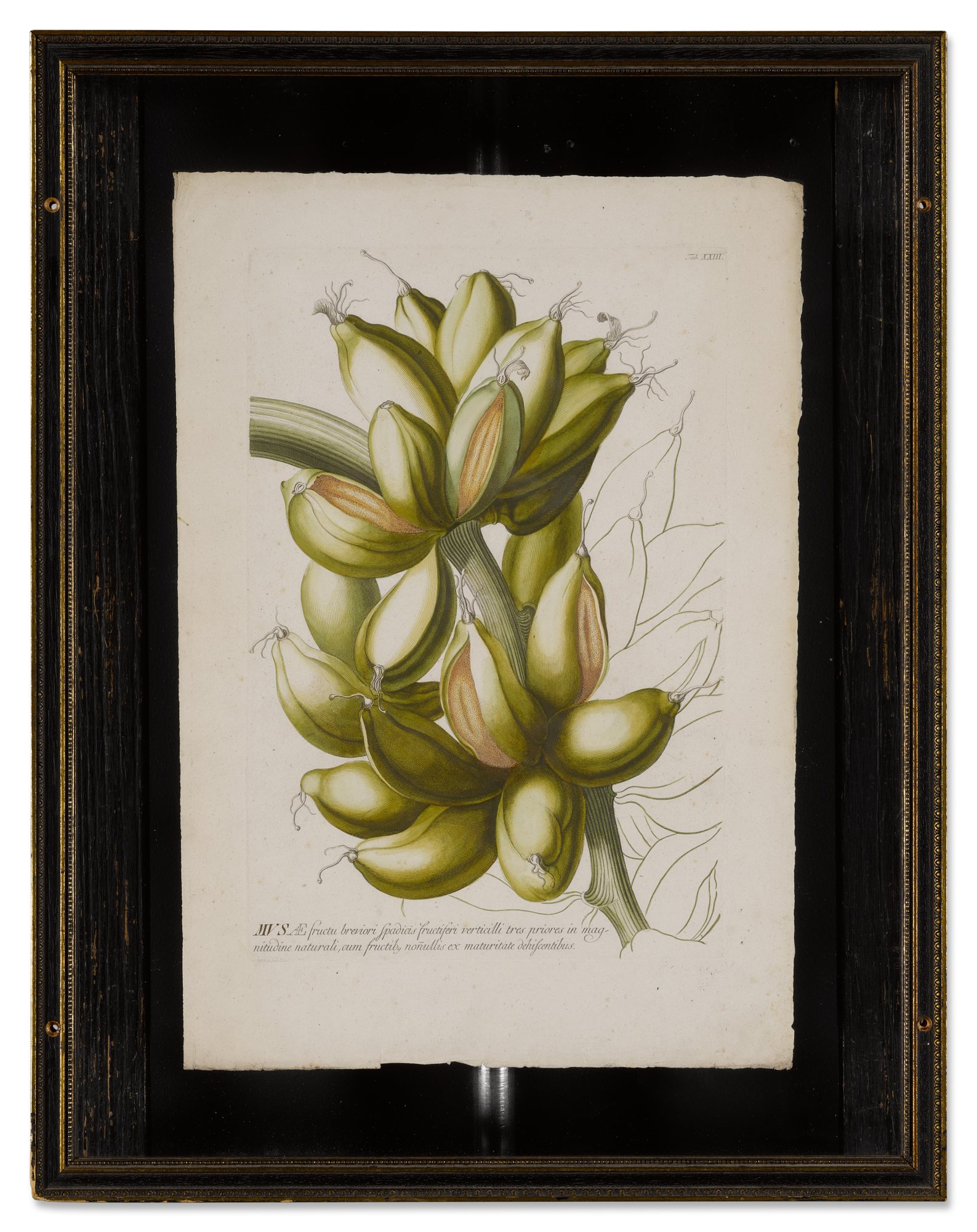 Trew, Christoph Jacob, and Georg Dionysius Ehret | Over one hundred ...