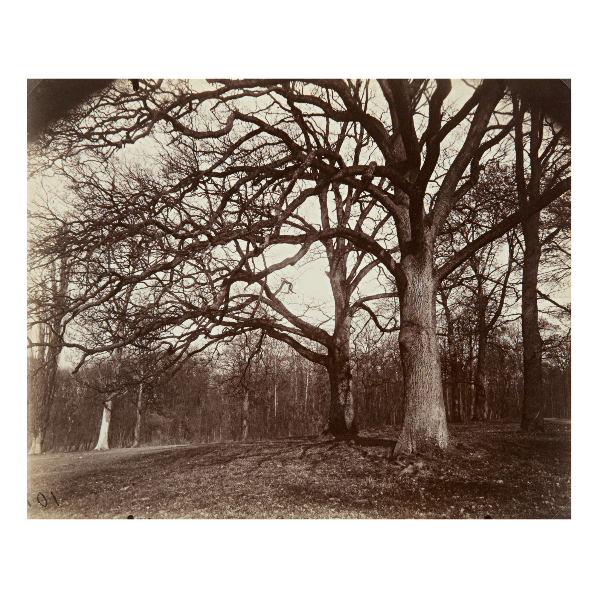 EUGÈNE ATGET | 'ST. CLOUD' | Photographs | 2020 | Sotheby's