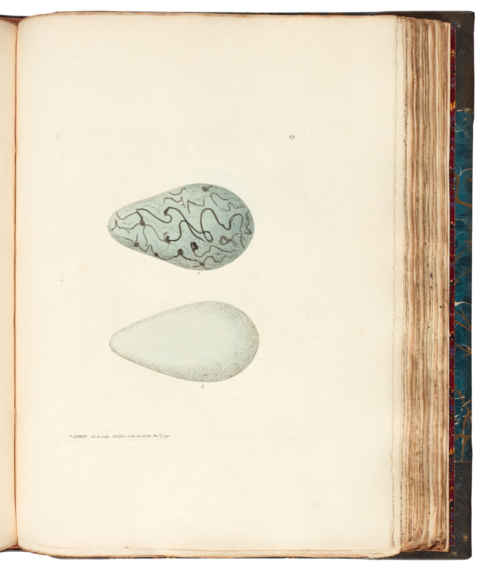 William Lewin | The Birds of Great Britain, 1796-1801, 8 volumes in 4 ...