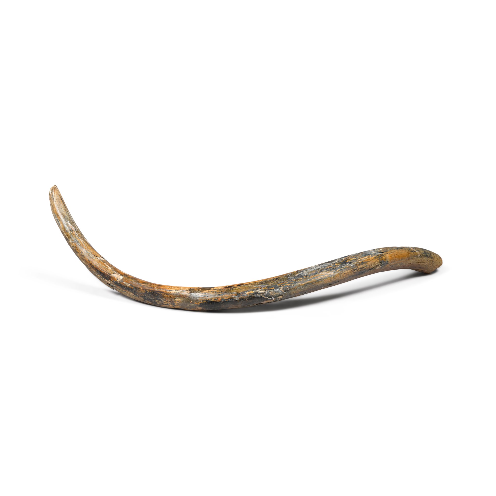 A fossilised Mammoth (Mammuthus primigenius) tusk, Prehistoric | Emma ...