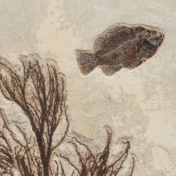 A Fossilized Bass and Algae Plaque | Natural History | 2021 | Sotheby's