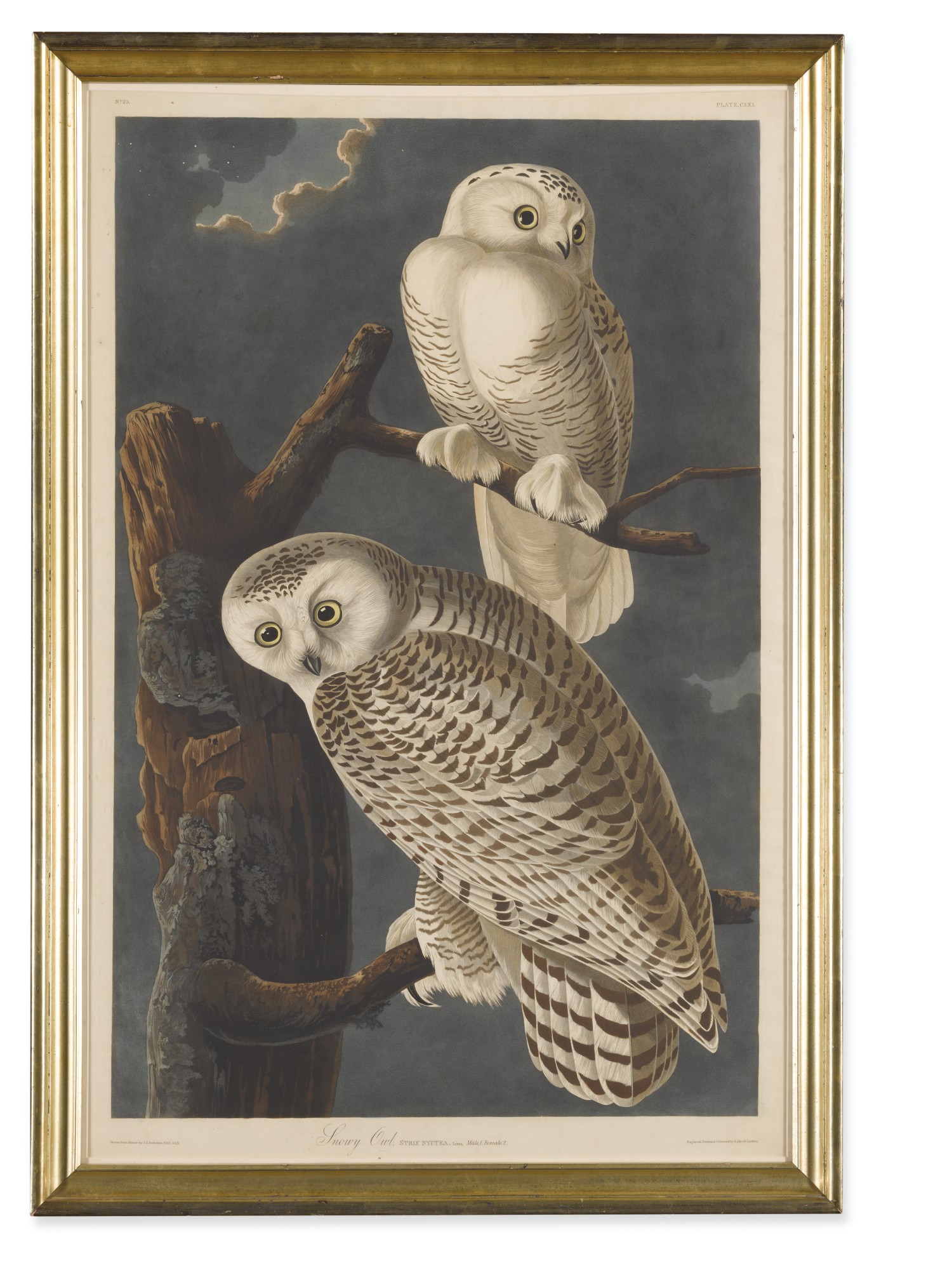 JOHN JAMES AUDUBON (AFTER) | SNOWY OWL (PLATE CXXI) | Important ...