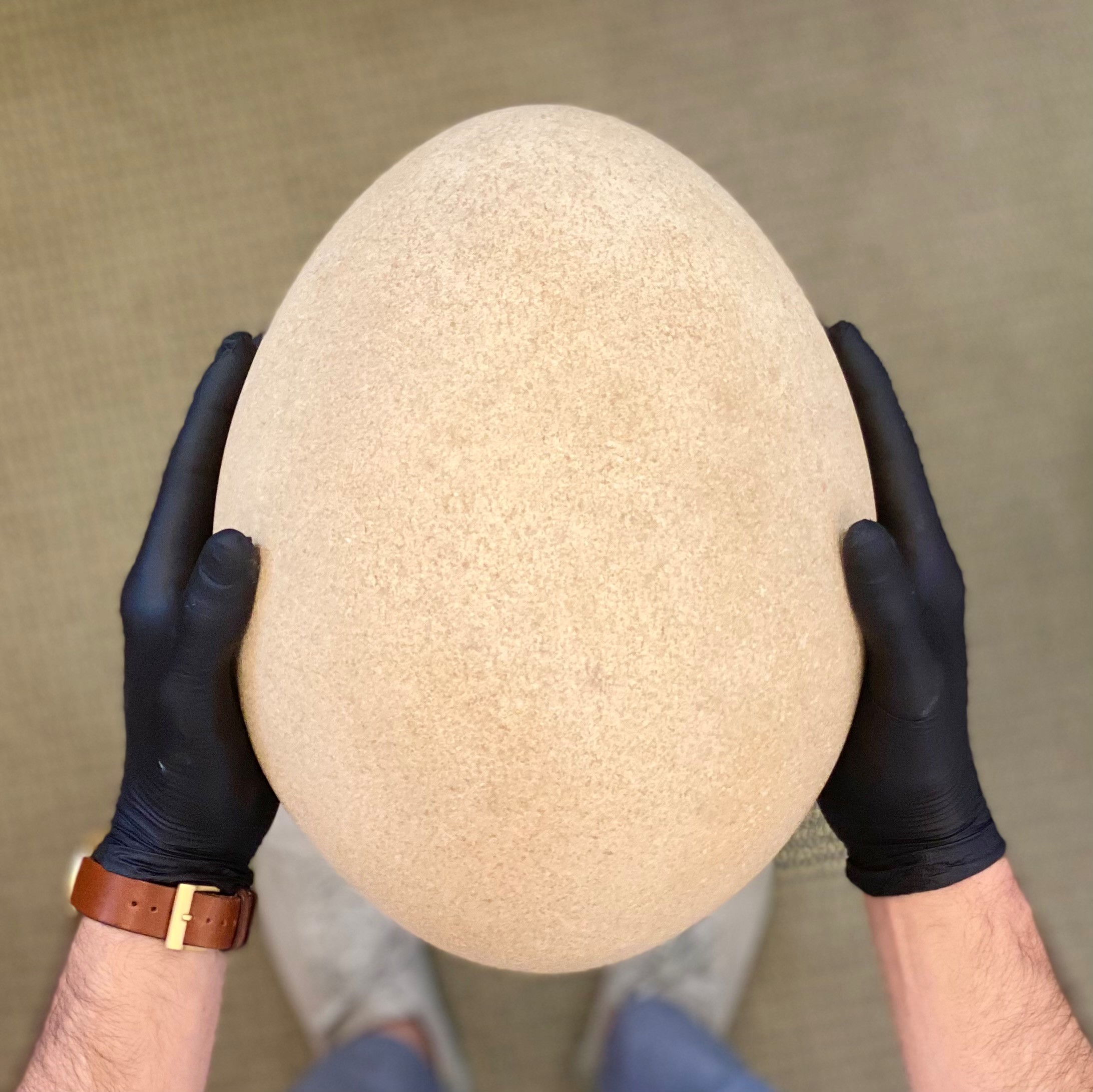 An Egg of an Elephant Bird | Natural History, including Gorgosaurus ...