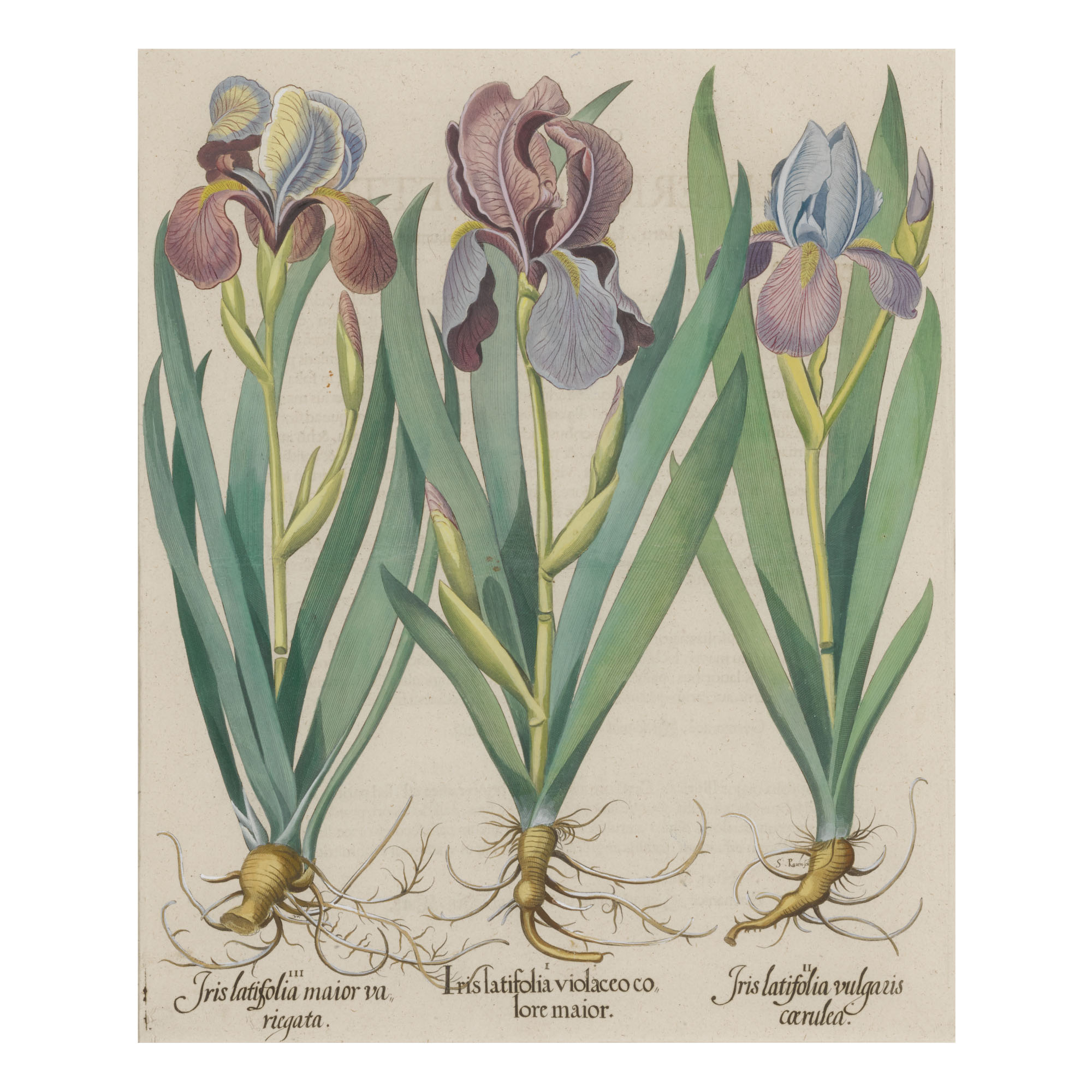 BASIL BESLER| IRIS CALCEDONICA LATIFOLIA [MOURNING IRIS]; IRIS ...