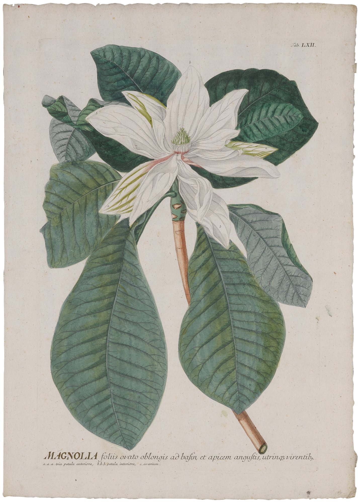 Trew, Christoph Jacob, and Georg Dionysius Ehret | Over one hundred ...