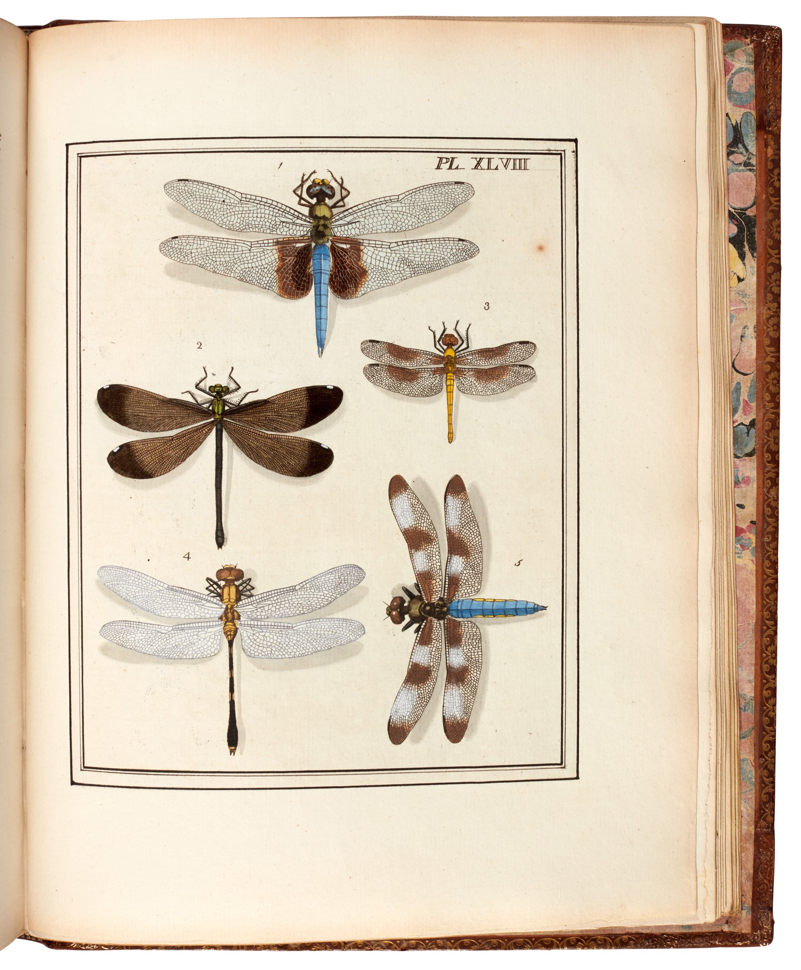 Dru Drury | Illustrations of natural history... exotic insects, London ...