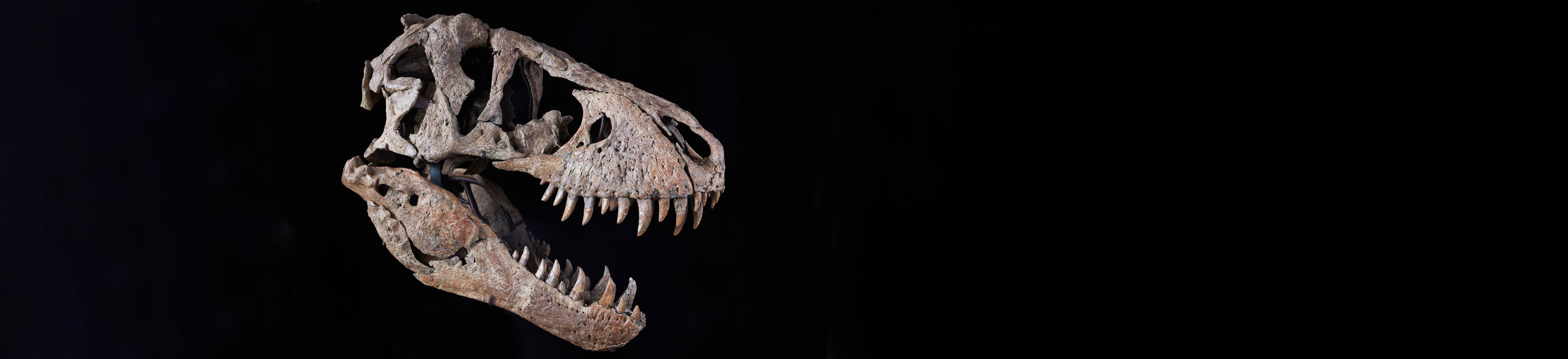 Maximus Rex | 2022 | Sotheby's