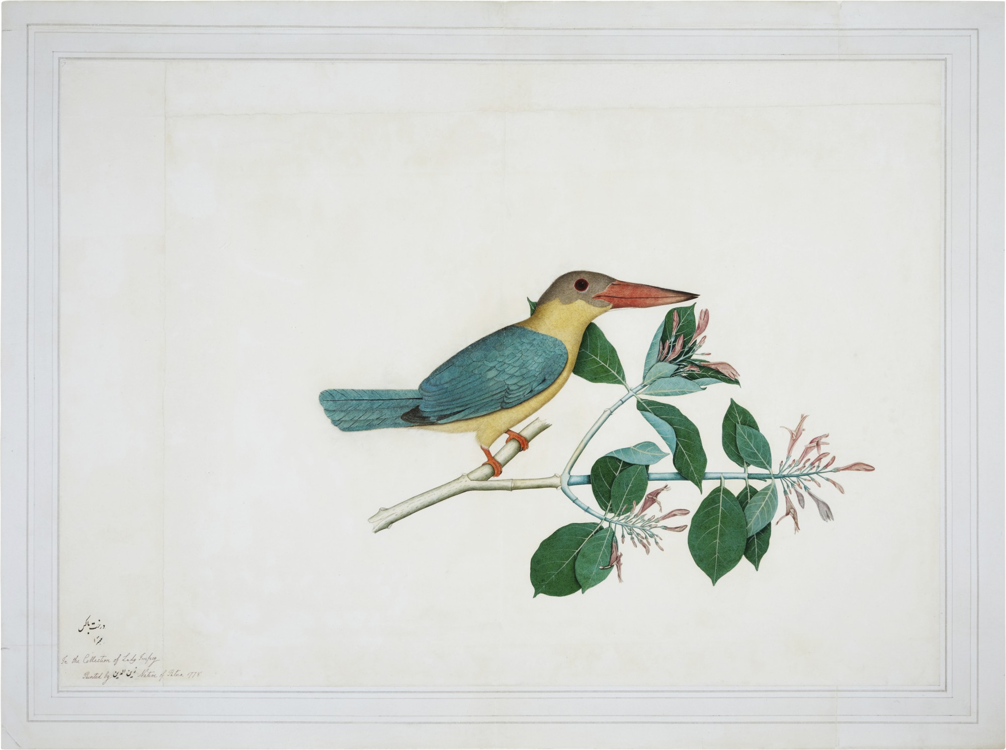 A stork-billed kingfisher (Halcyon Capensis) on a flowering branch ...