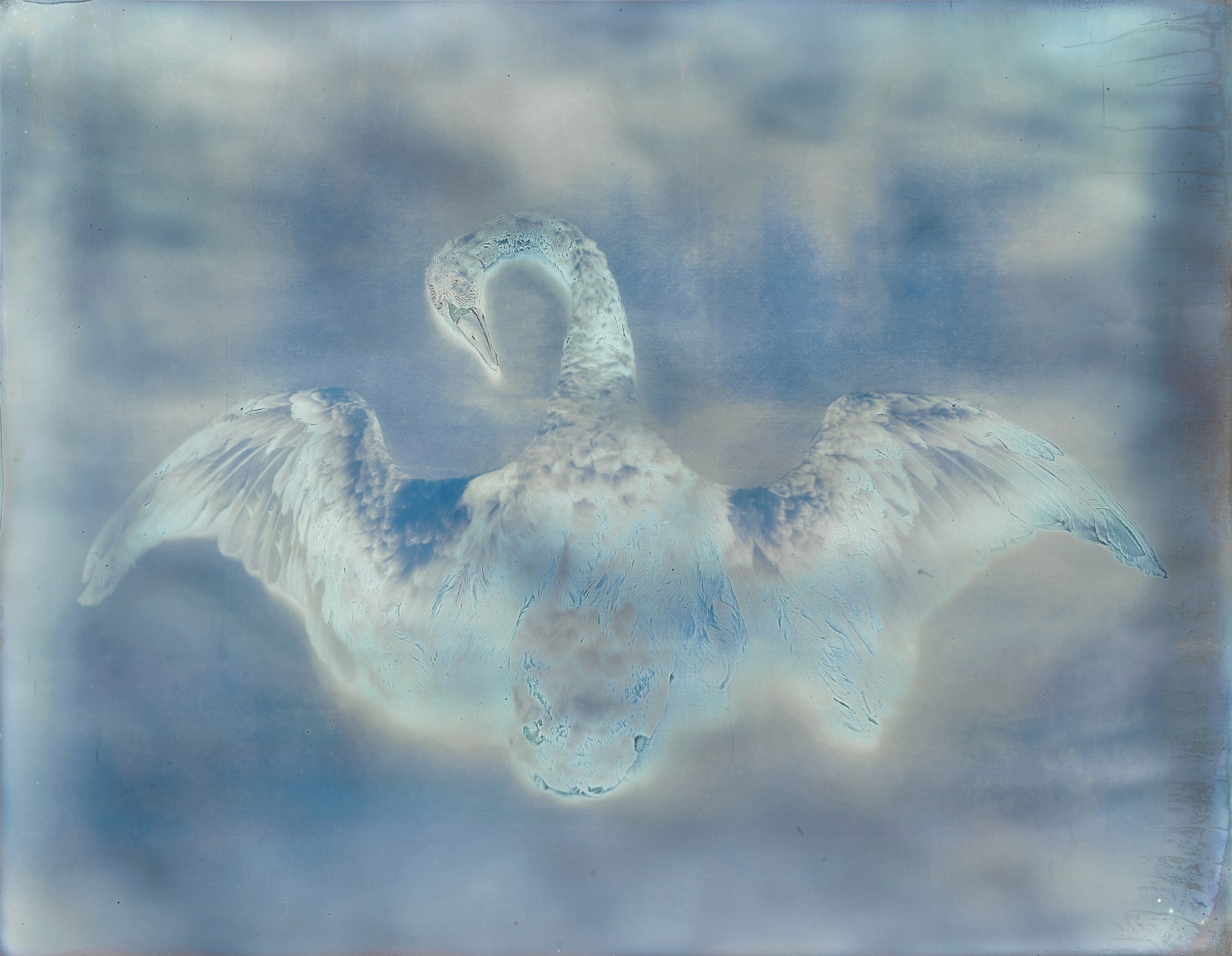 Untitled (Swan) (from My Ghost) | Photographs | 2022 | Sotheby's