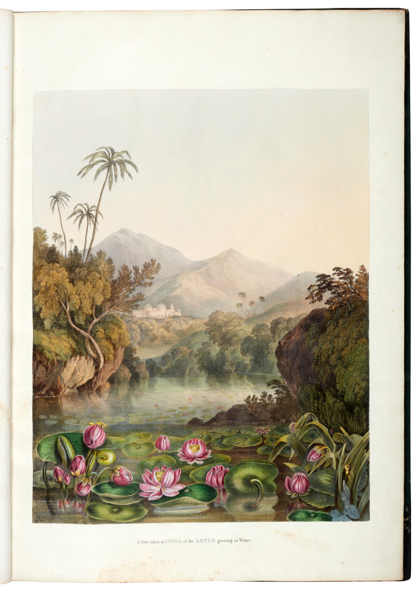 Mrs James Cookson | Flowers drawn and painted after nature in India ...