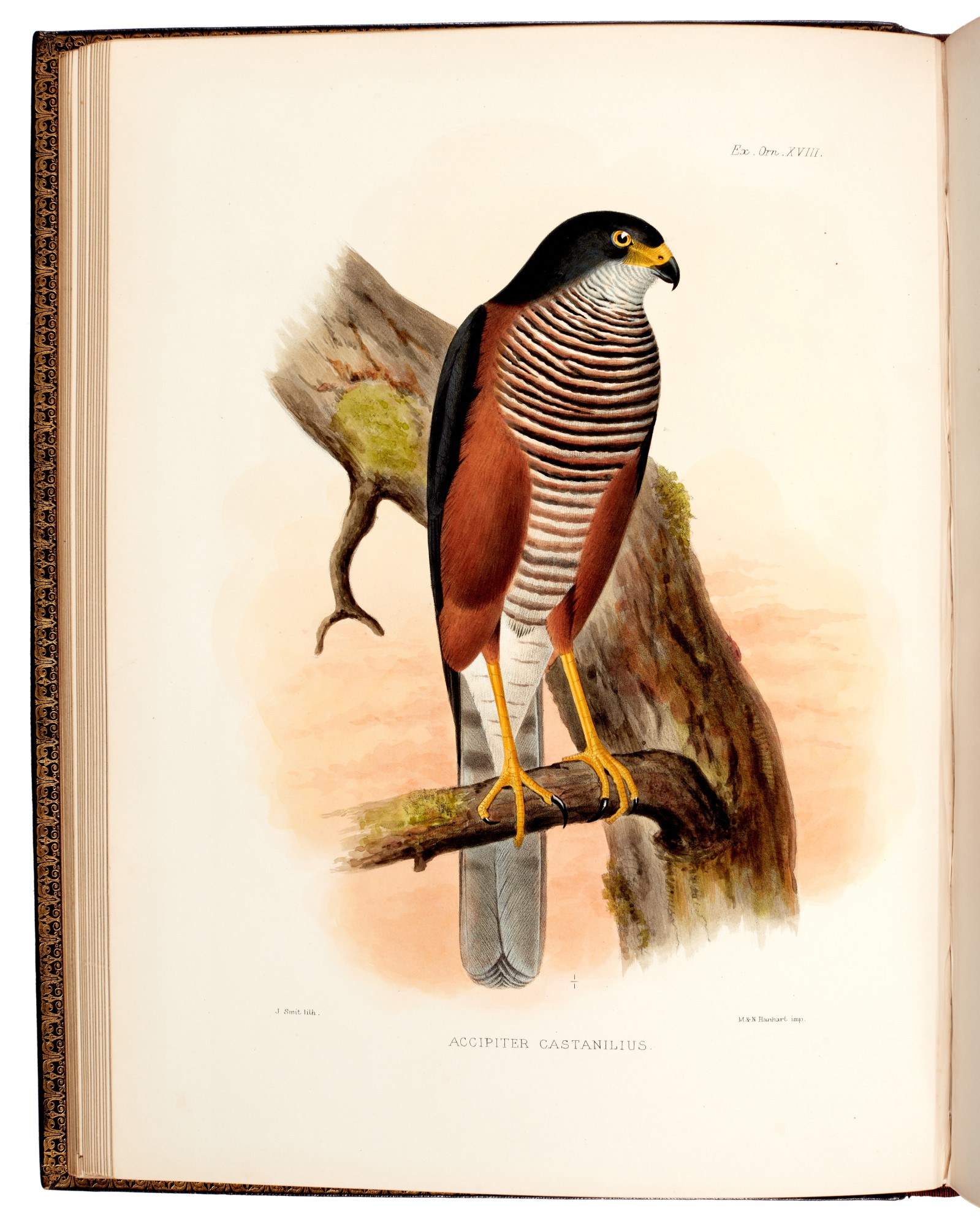 Philip Lutley Sclater and Osbert Salvin | Exotic ornithology, [1866 ...