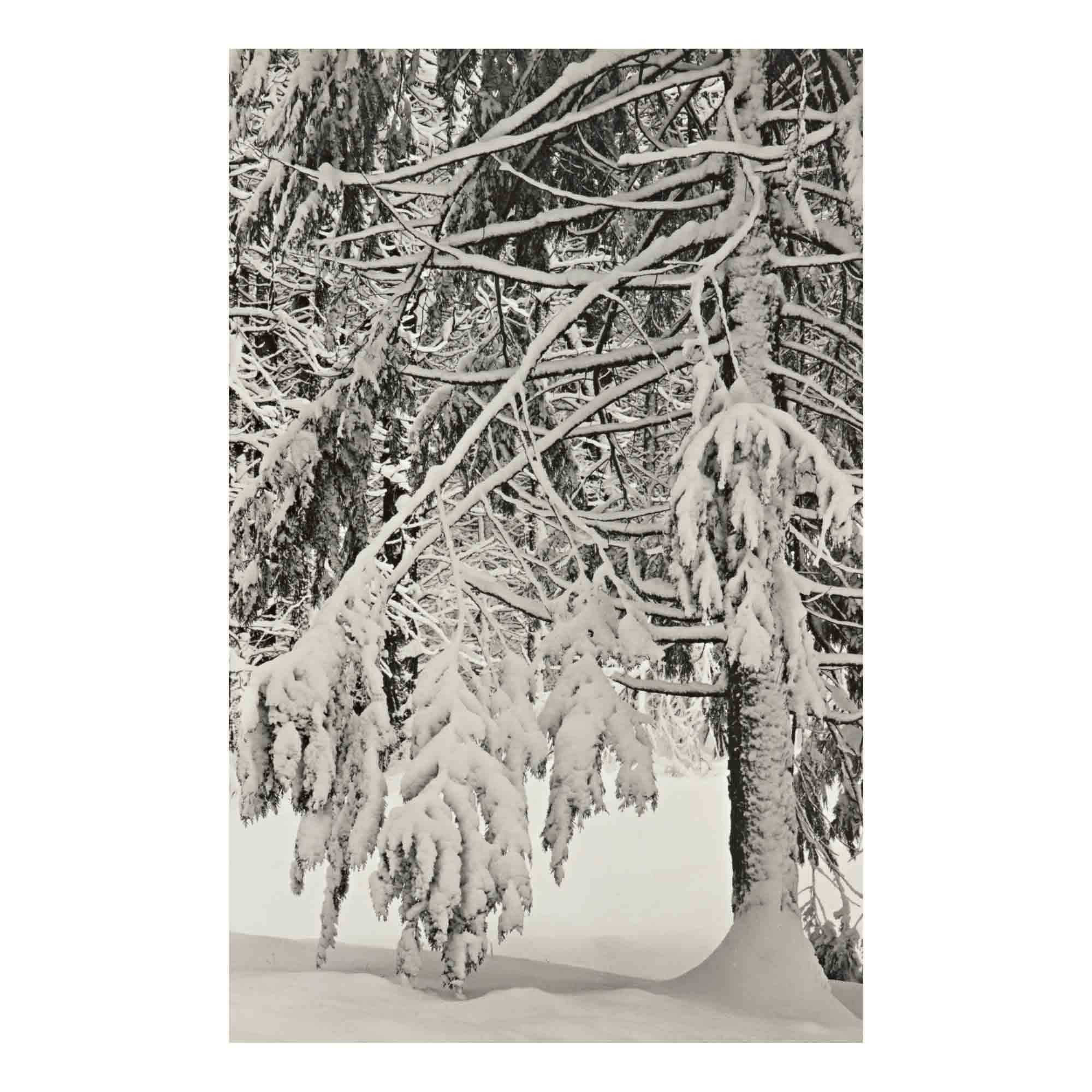Cedar Tree Branches, Snow, Yosemite, CA | A Grand Vision: The David H ...