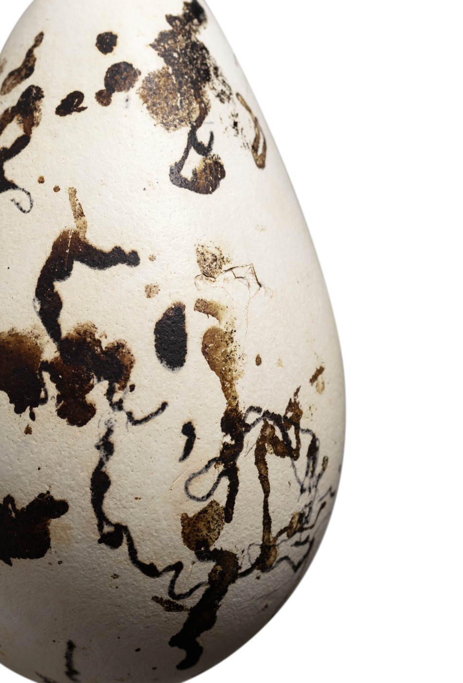 An Egg of the Extinct Great Auk | Natural History | 2021 | Sotheby's