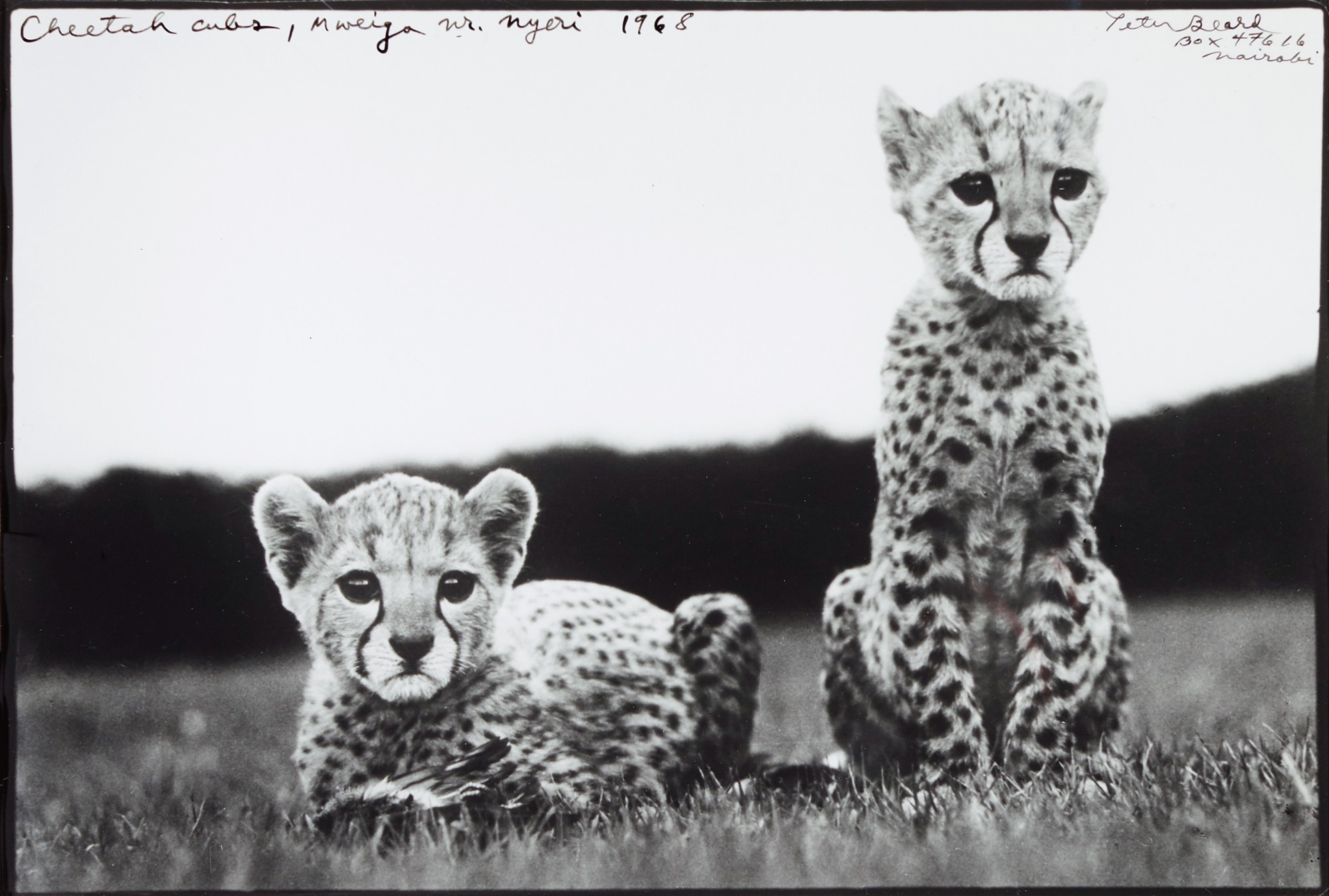 'Cheetah Cubs', Mweiga Nr.Nyeri, Kenya, 1968 | 50 Masterworks to ...