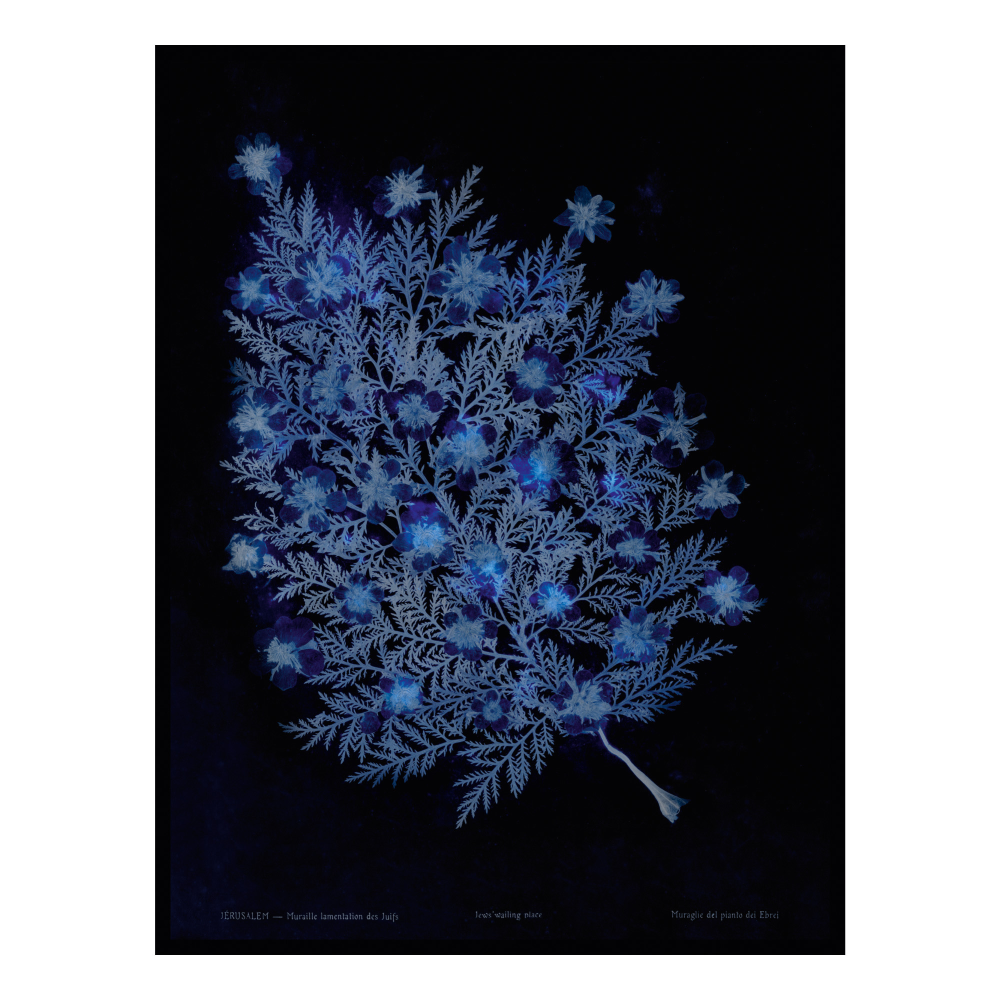 DOR GUEZ | LILIES OF THE FIELD #1, JERUSALEM, JEWS' WAILING PLACE ...
