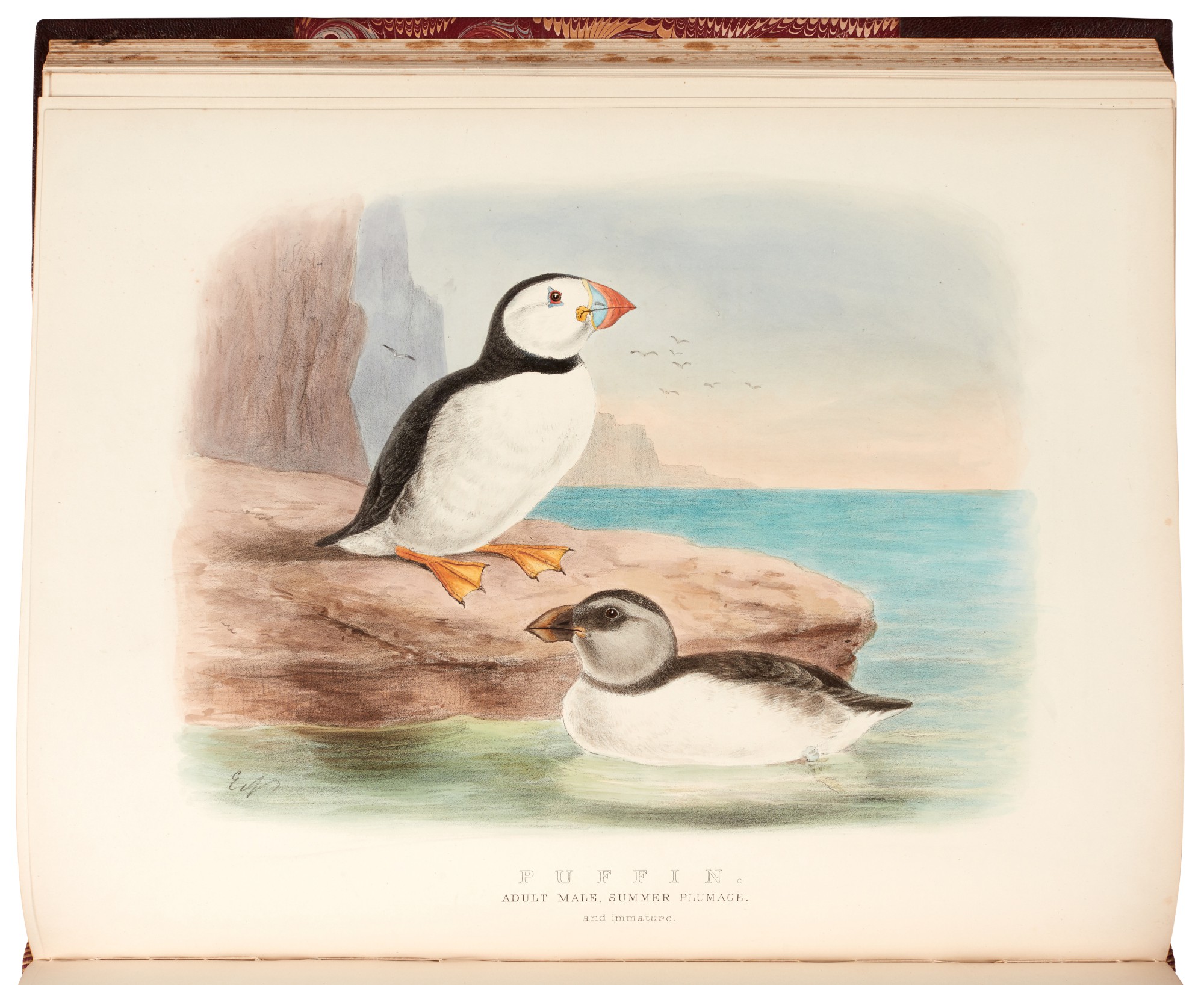 Edward Thomas Booth | Rough notes on the birds observed... in the ...