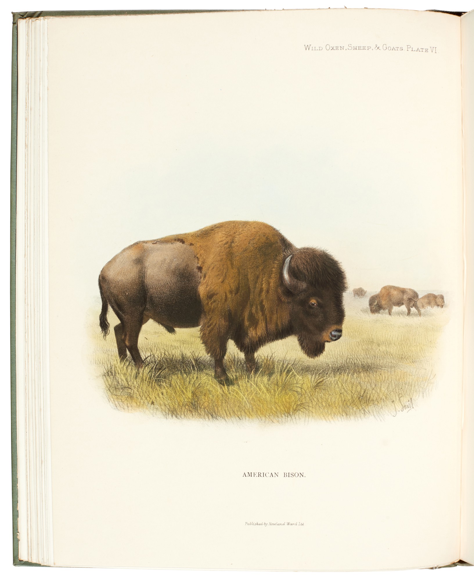 Richard Lydekker | Wild Oxen, Sheep & Goats of All Lands, London, 1898 ...