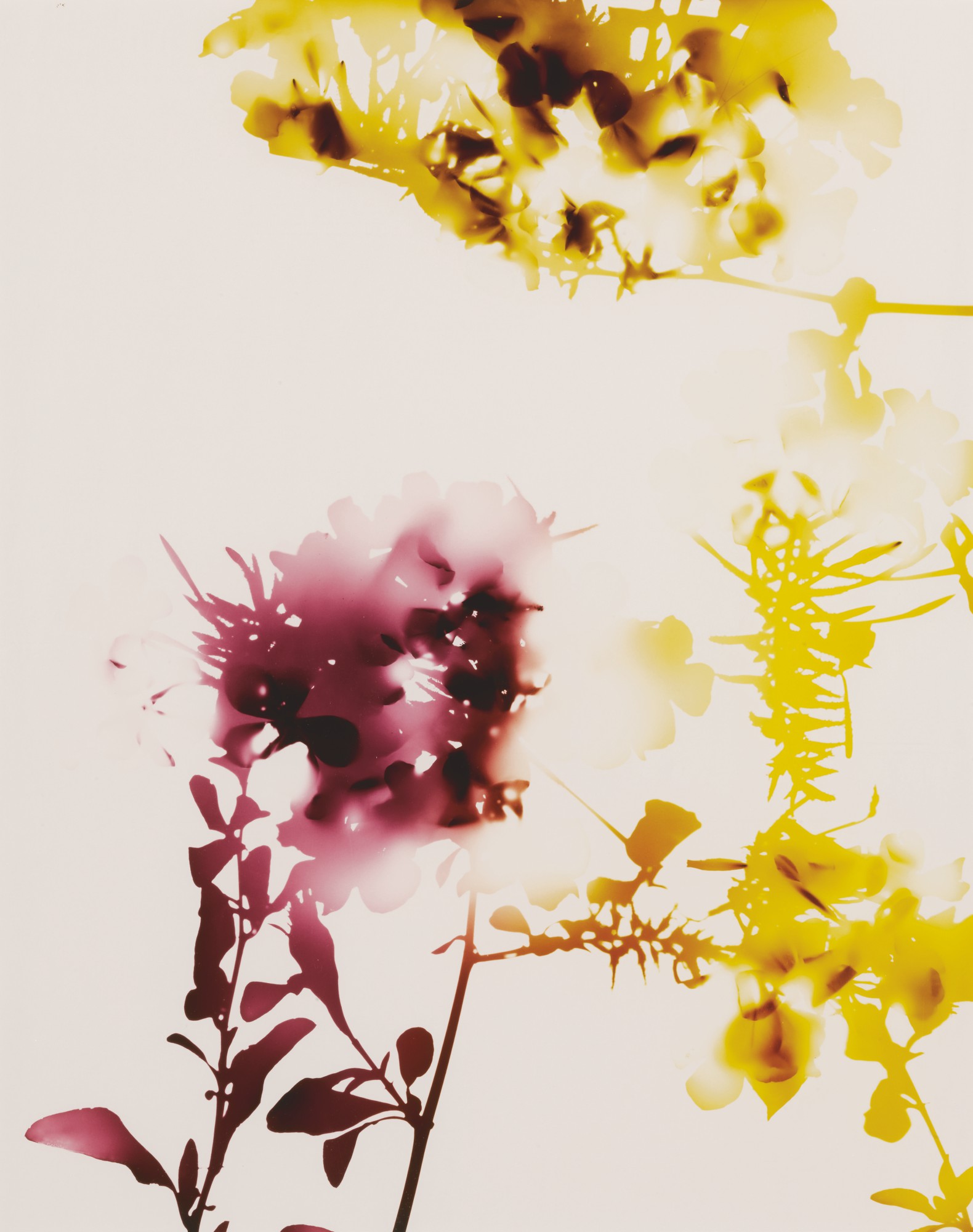 JAMES WELLING | SELECTED IMAGES FROM FLOWERS (#005, #008, #009 ...