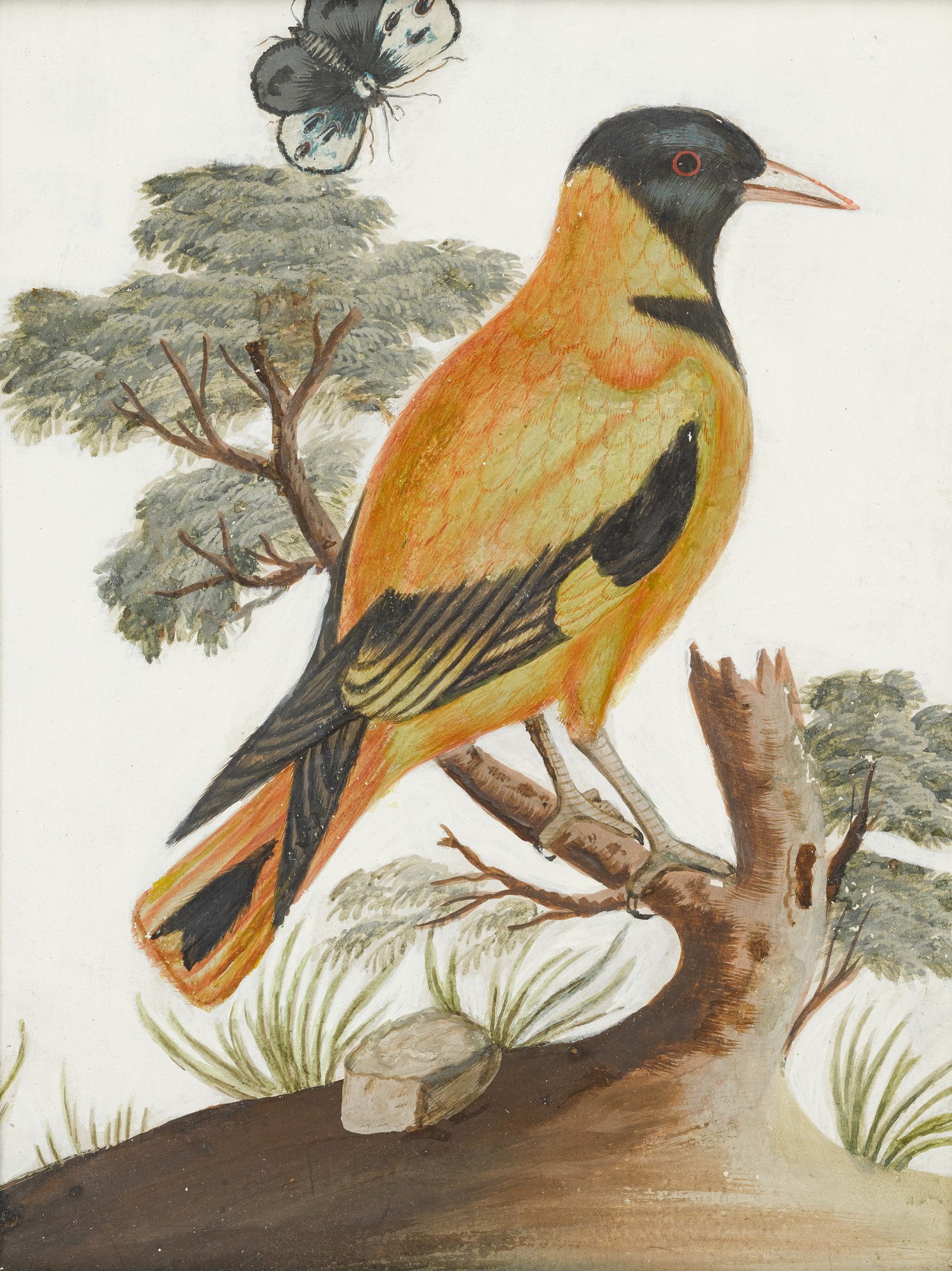 A set of four Irish George II embossed bird gouaches, mid-18th century ...