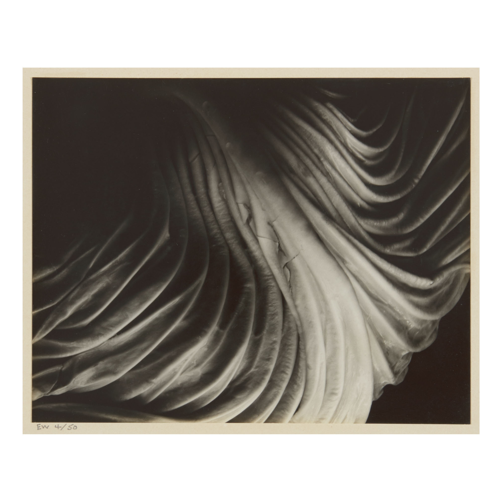 EDWARD WESTON | 'CABBAGE LEAF' | Photographs | 2020 | Sotheby's