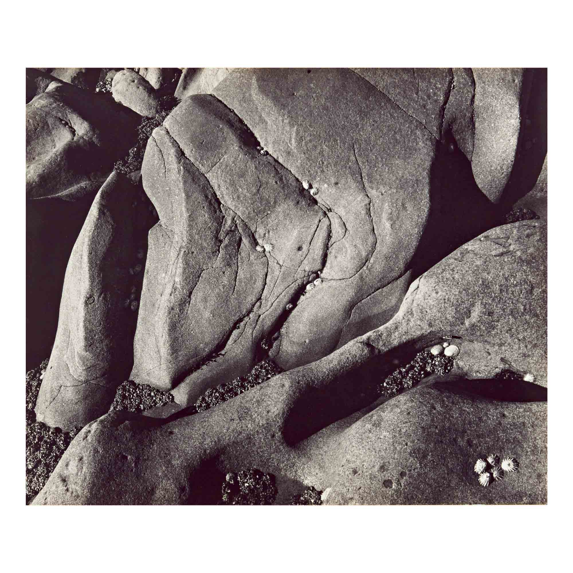 'Rocks & Limpets, Point Lobos, Calif.' | A Grand Vision: The David H ...