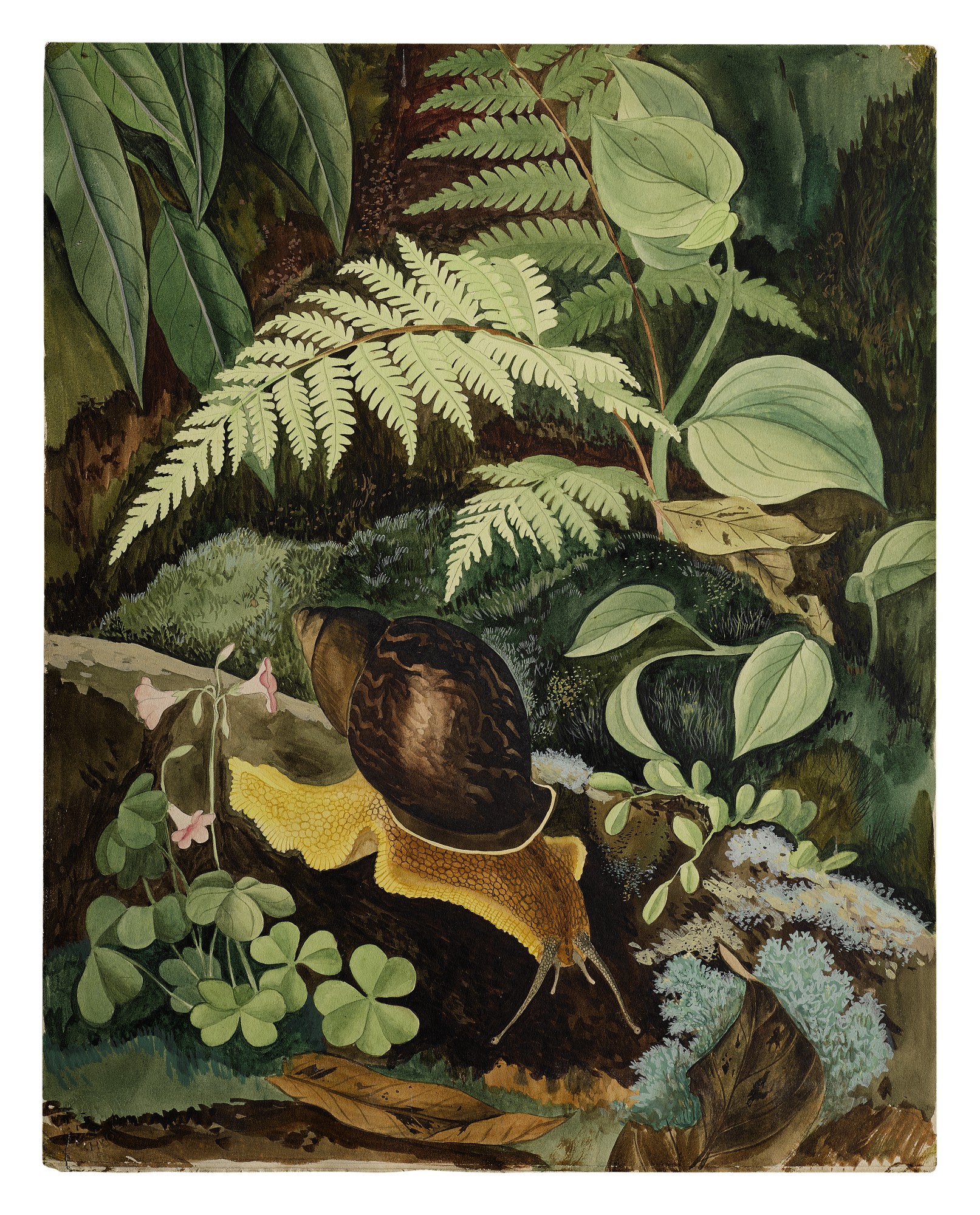 Giant Jungle Snail The Art Of Expedition The Works Of George Swanson Americana Sothebys