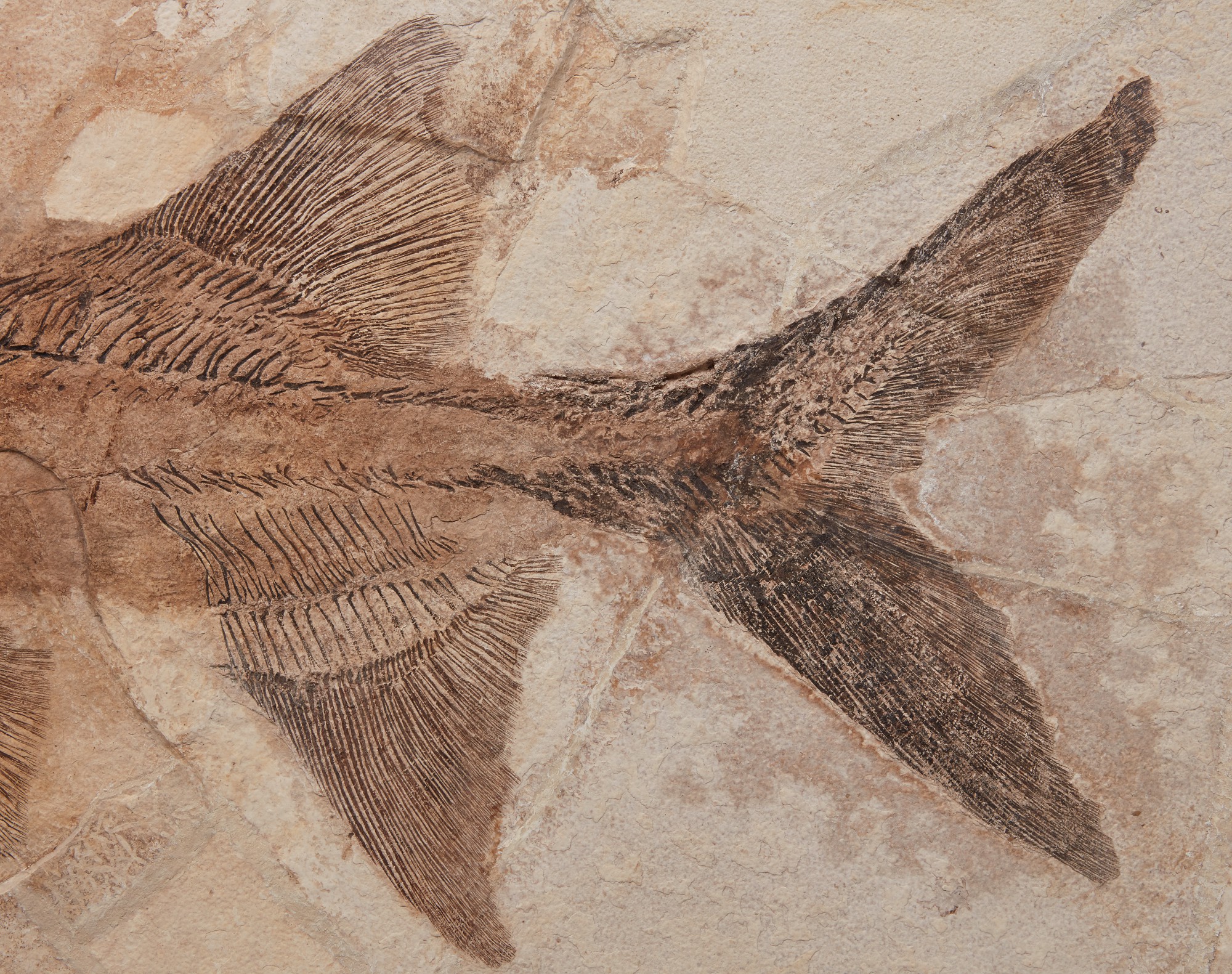 A RARE FOSSIL PADDLEFISH | Natural History; Including Fossils, Minerals ...