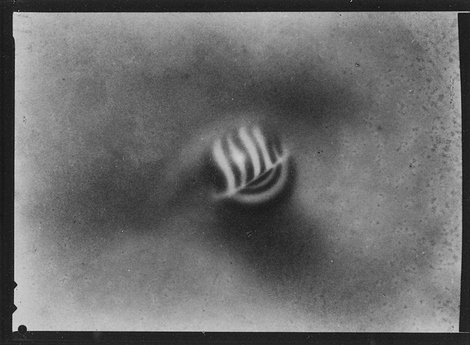 Still Life with Shell | Classic Photographs | 2022 | Sotheby's