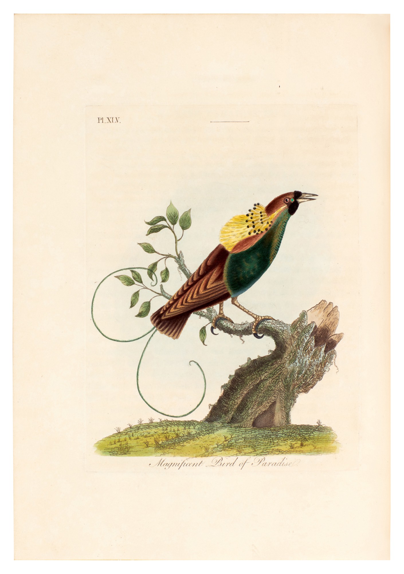 John Latham | A General History of Birds, Winchester, 1821-1828, 11 ...