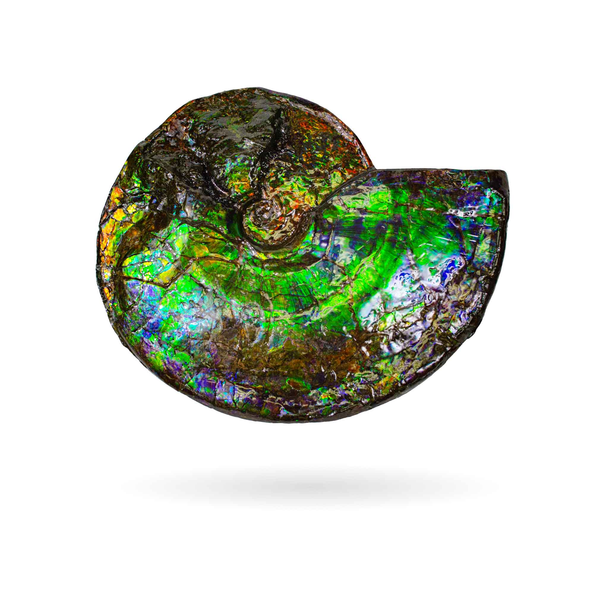 Large Iridescent Ammonite Fossil | Natural History, including ...
