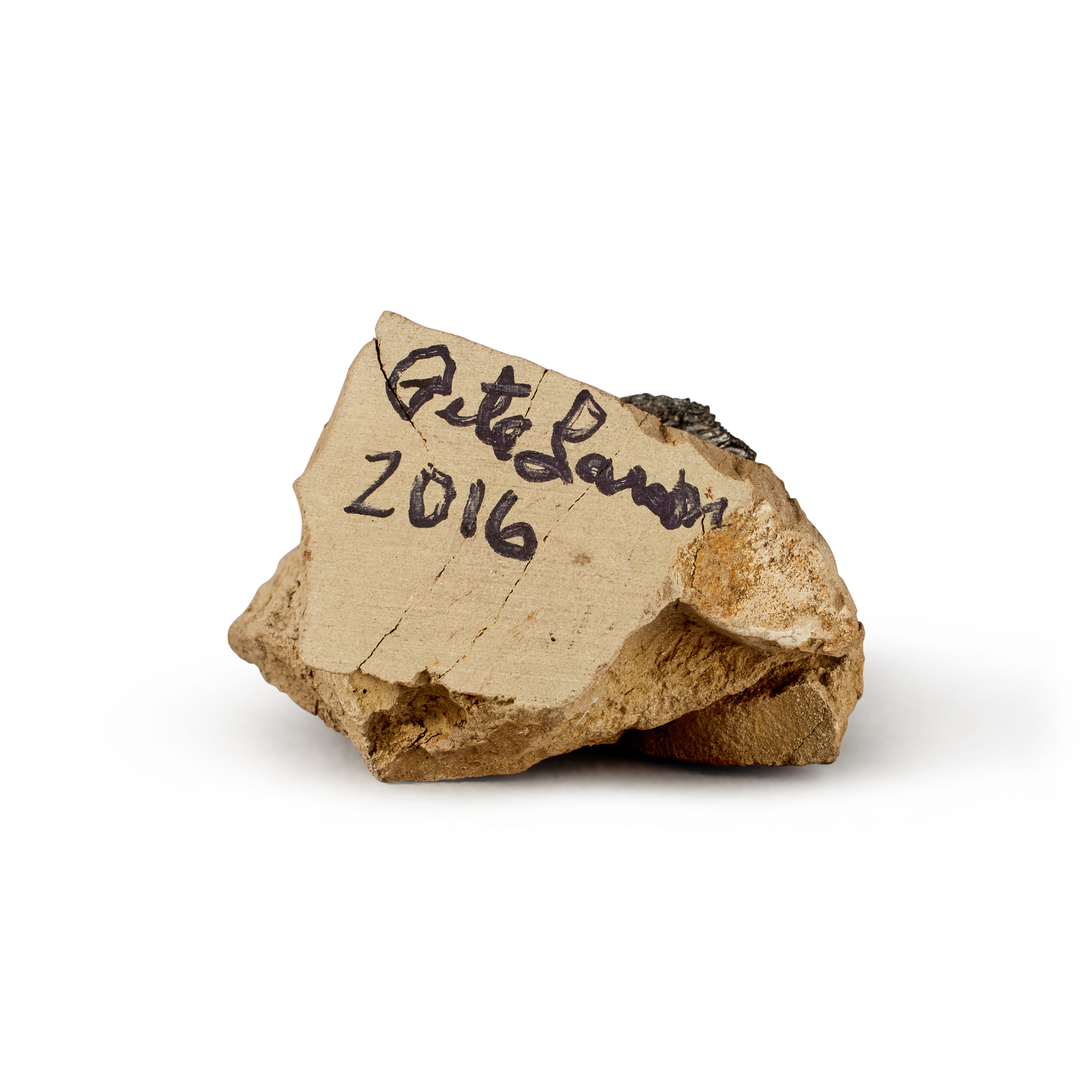 Triceratops Complete Rooted Tooth | Natural History, including ...