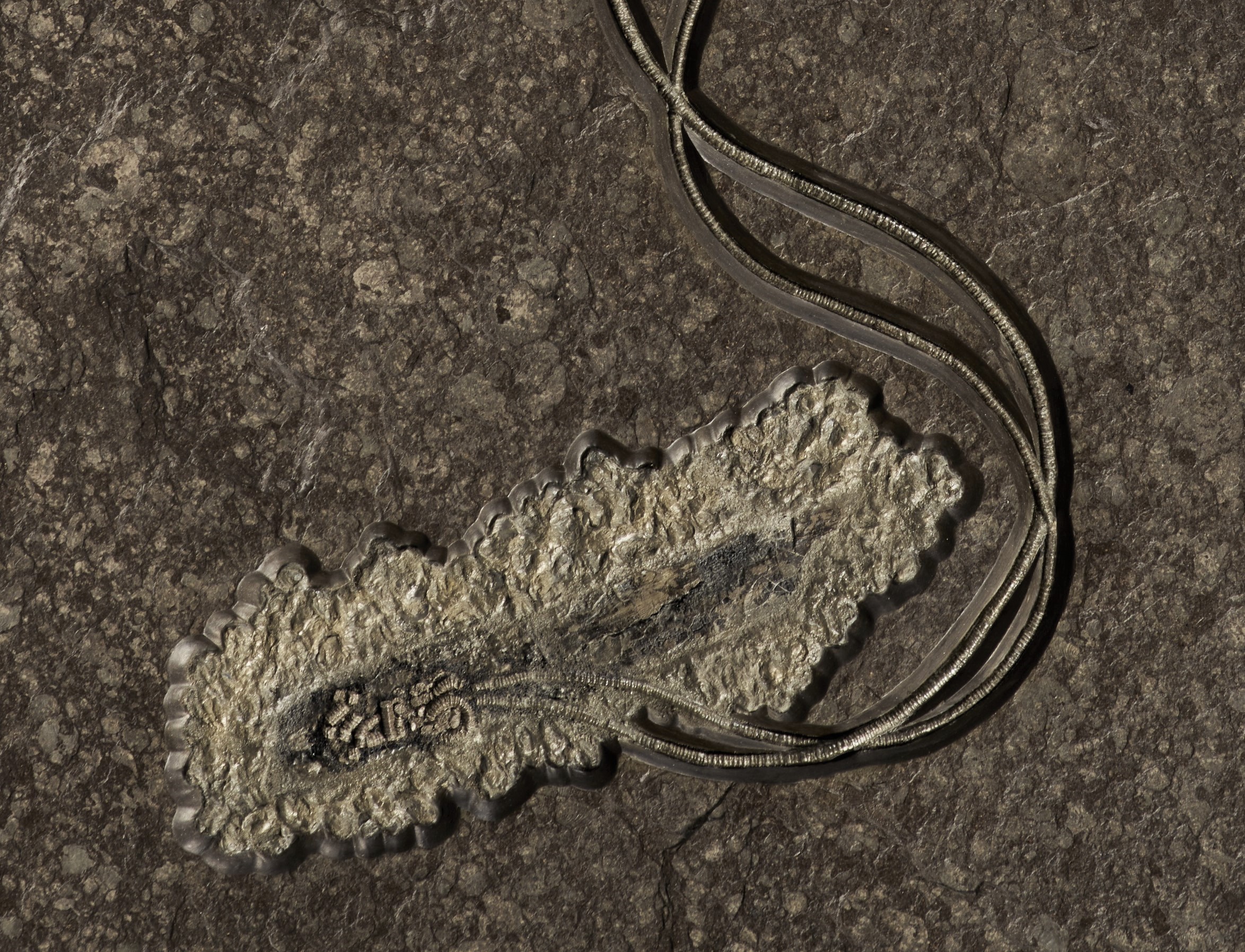 A Double Sea Lily (Crinoid) Fossil Mural | Natural History | 2021 ...