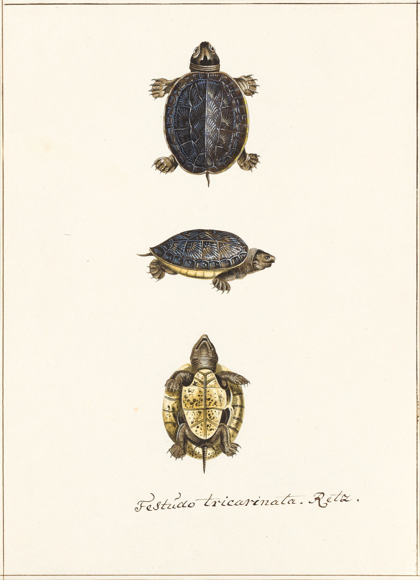 JAN DE BRUYN | STUDIES OF A SCORPION MUD TURTLE (KINOSTERNON ...
