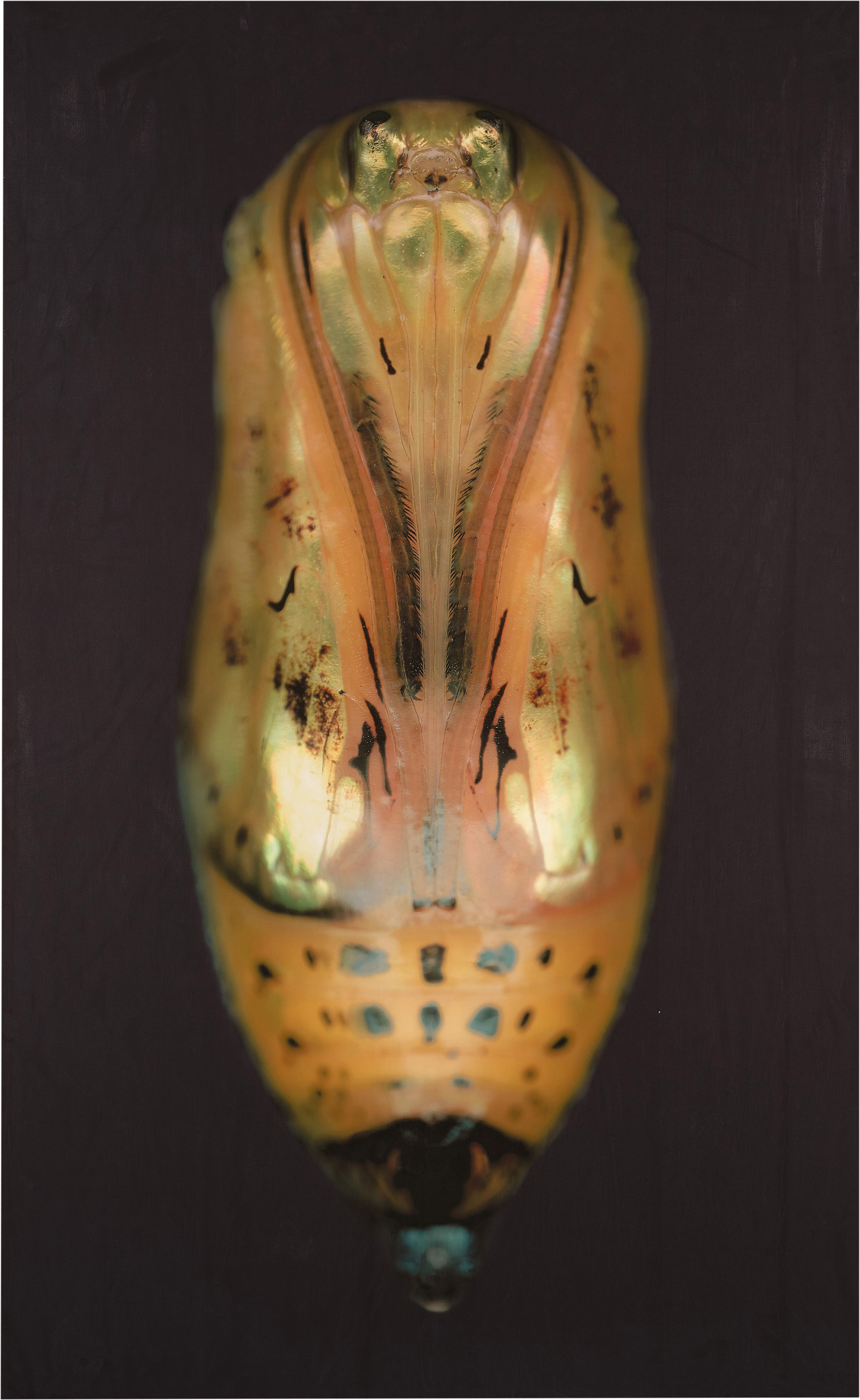 Chrysalis | Contemporary Discoveries | 2023 | Sotheby's